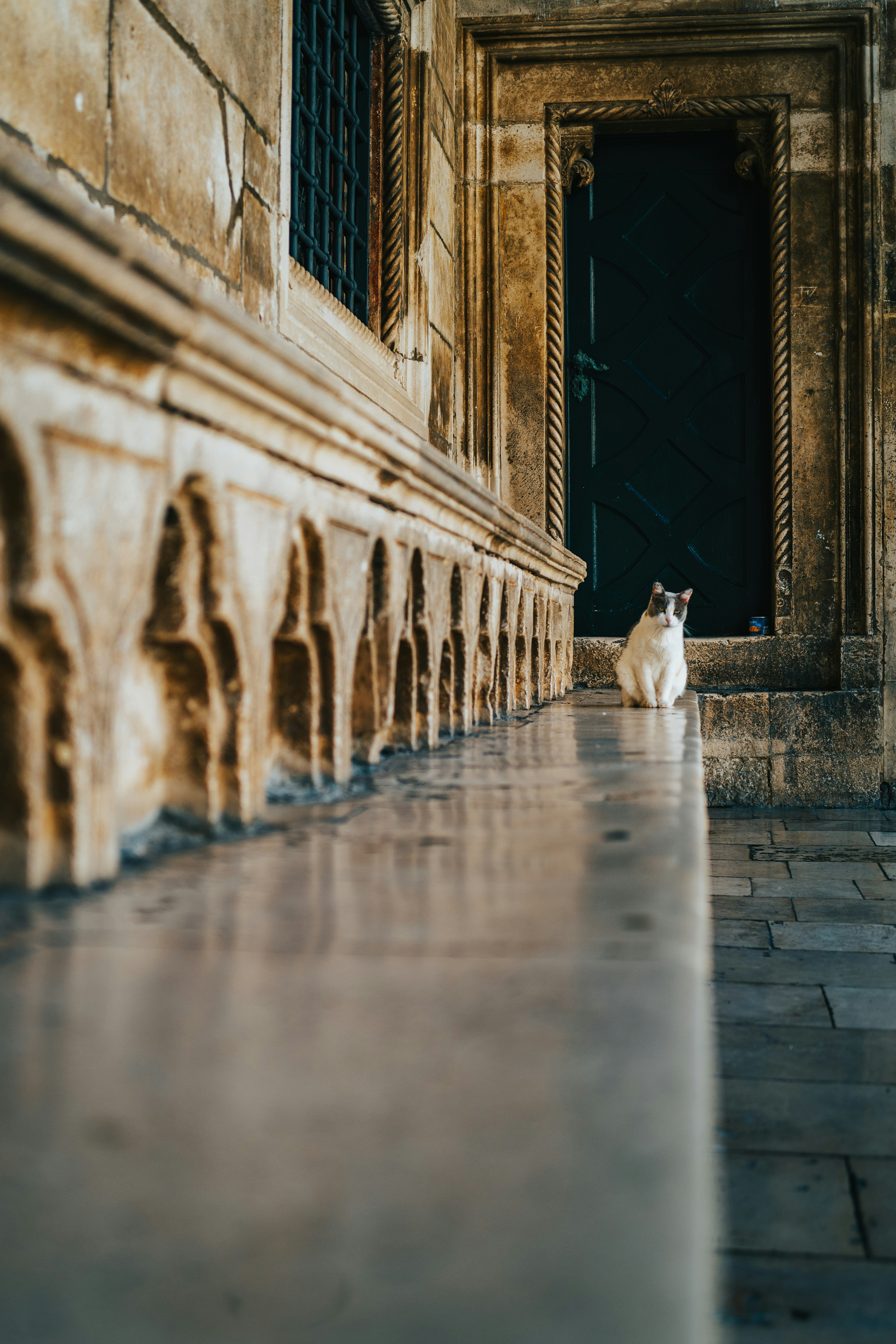 Threshold Sentinel: Cat at the Weathered Cloister Doorstep