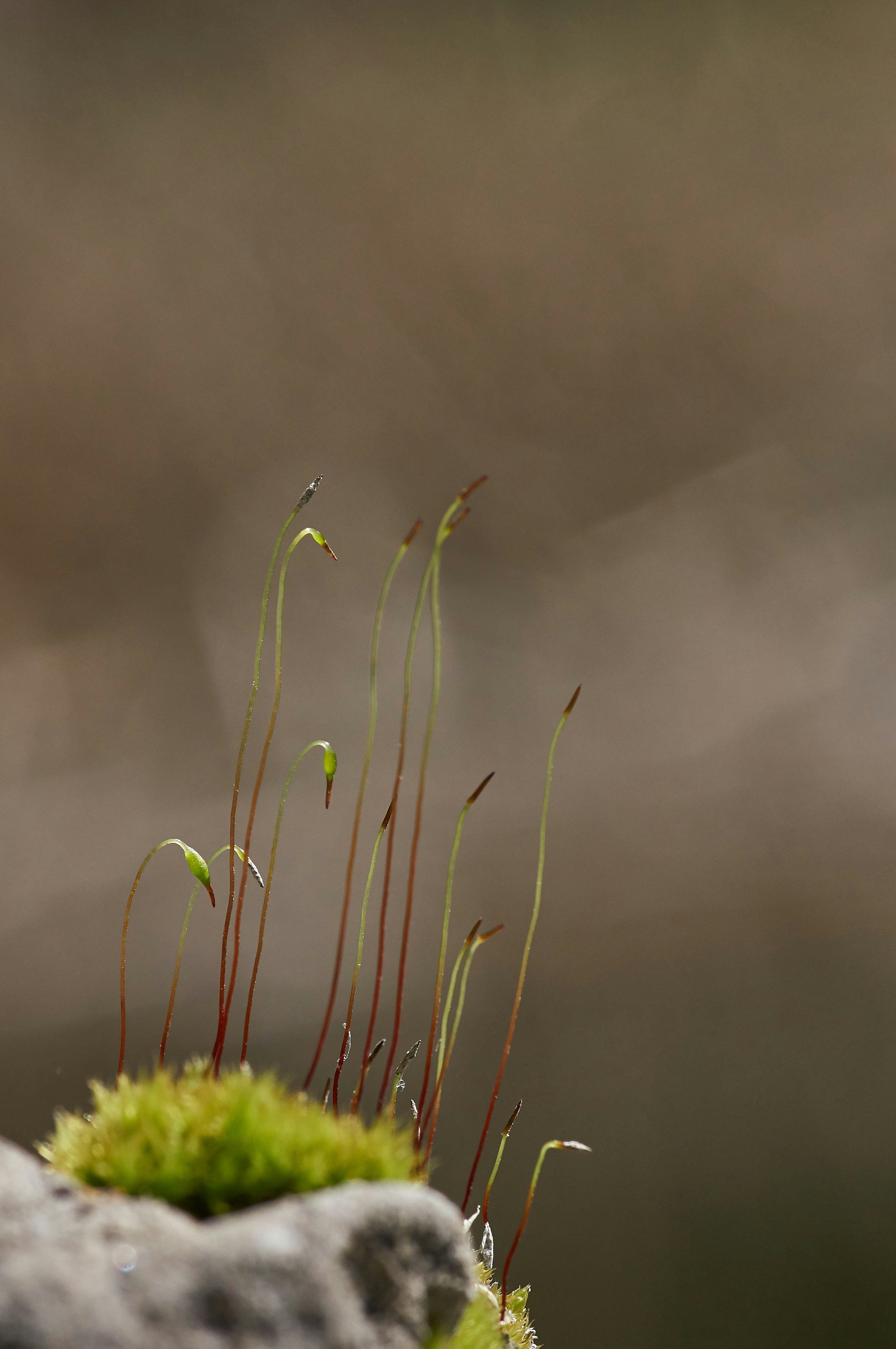 green grass in close up photography