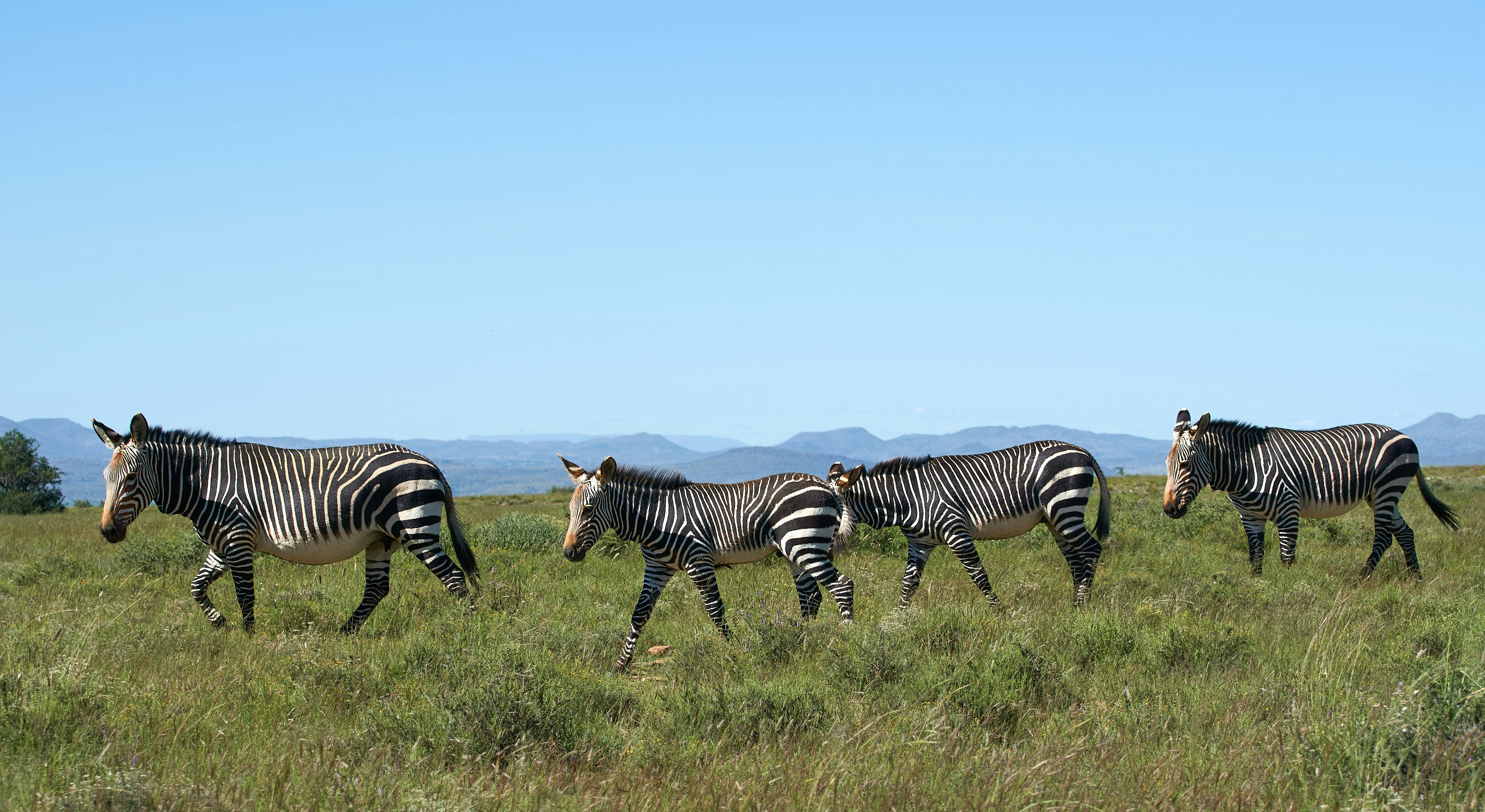 A herd of zebra walking across a lush green field photo – Free Animal ...