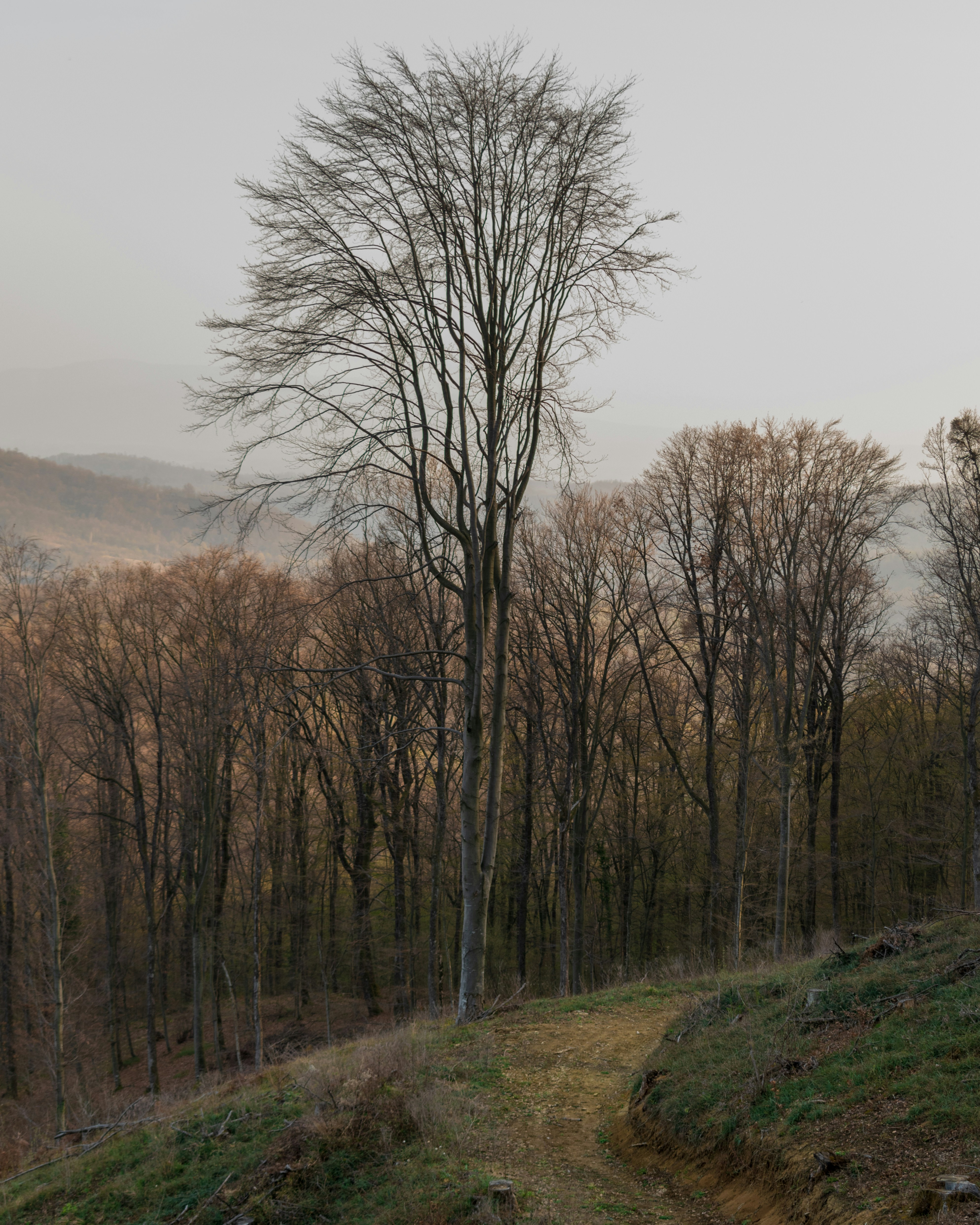 Lone Sentinel Over a Quiet Winding Path