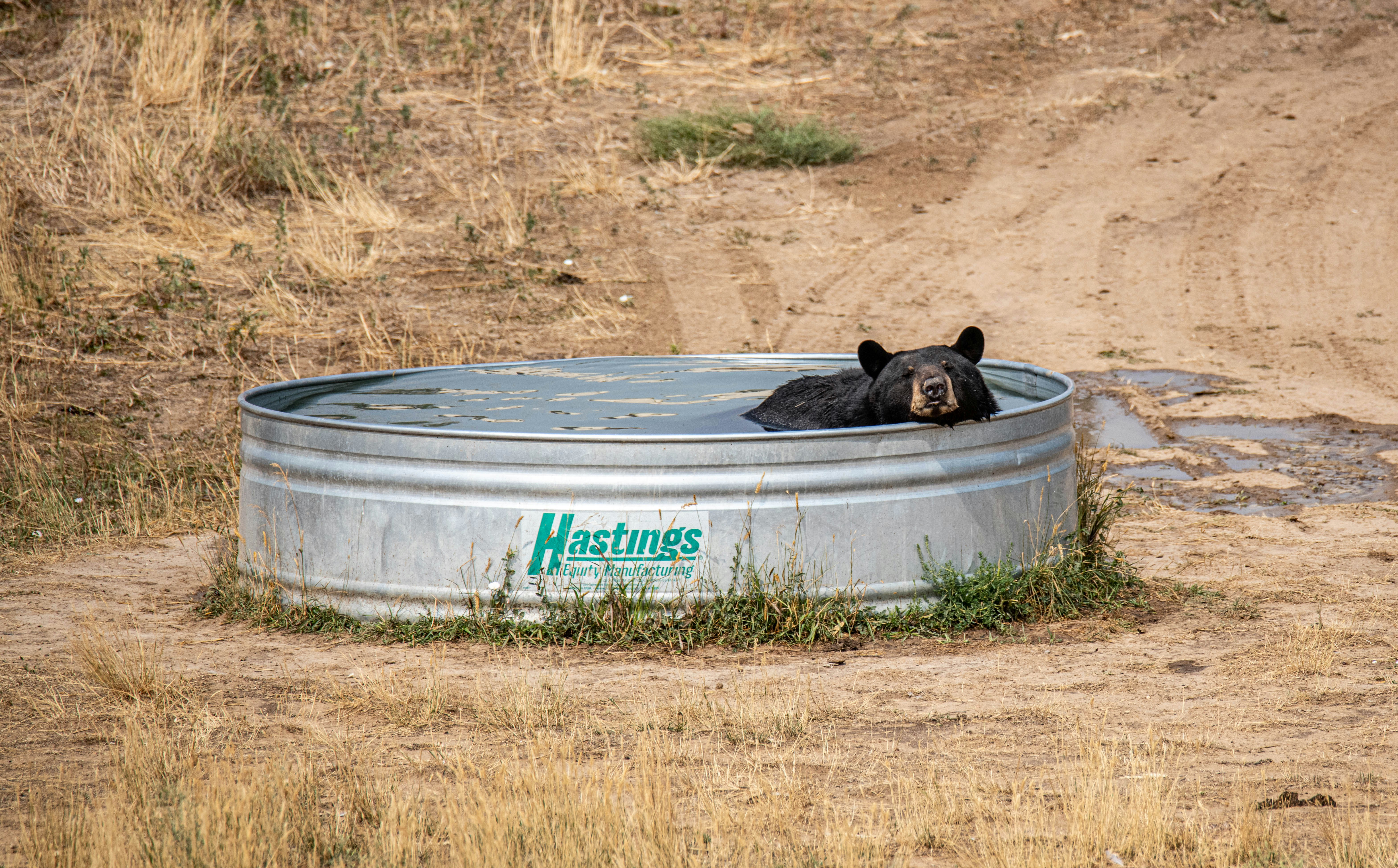 Curious Black Bear Peeks Over a Tin Water Trough