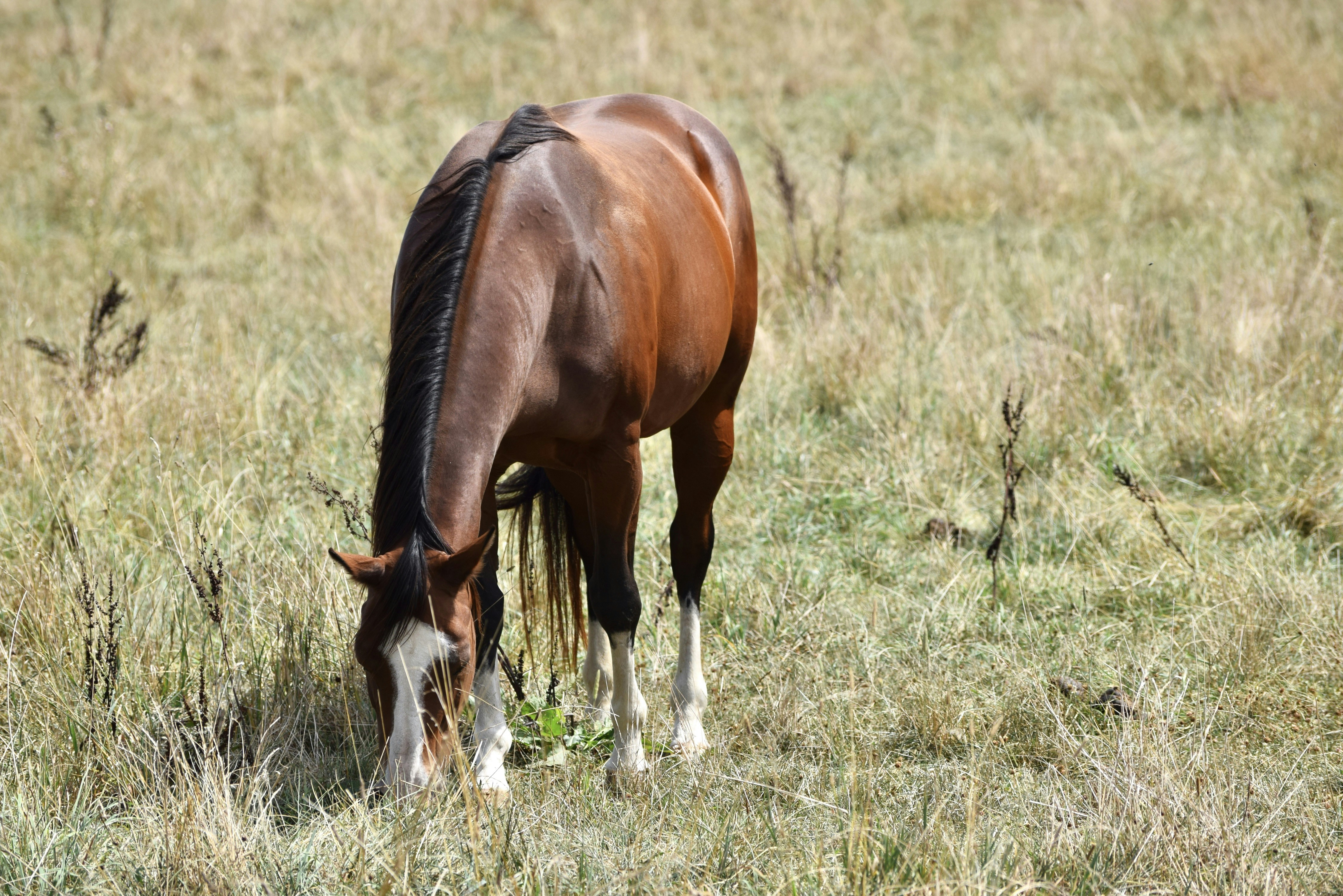 Grazing in Golden Light: A Chestnut Horse in a Quiet Meadow