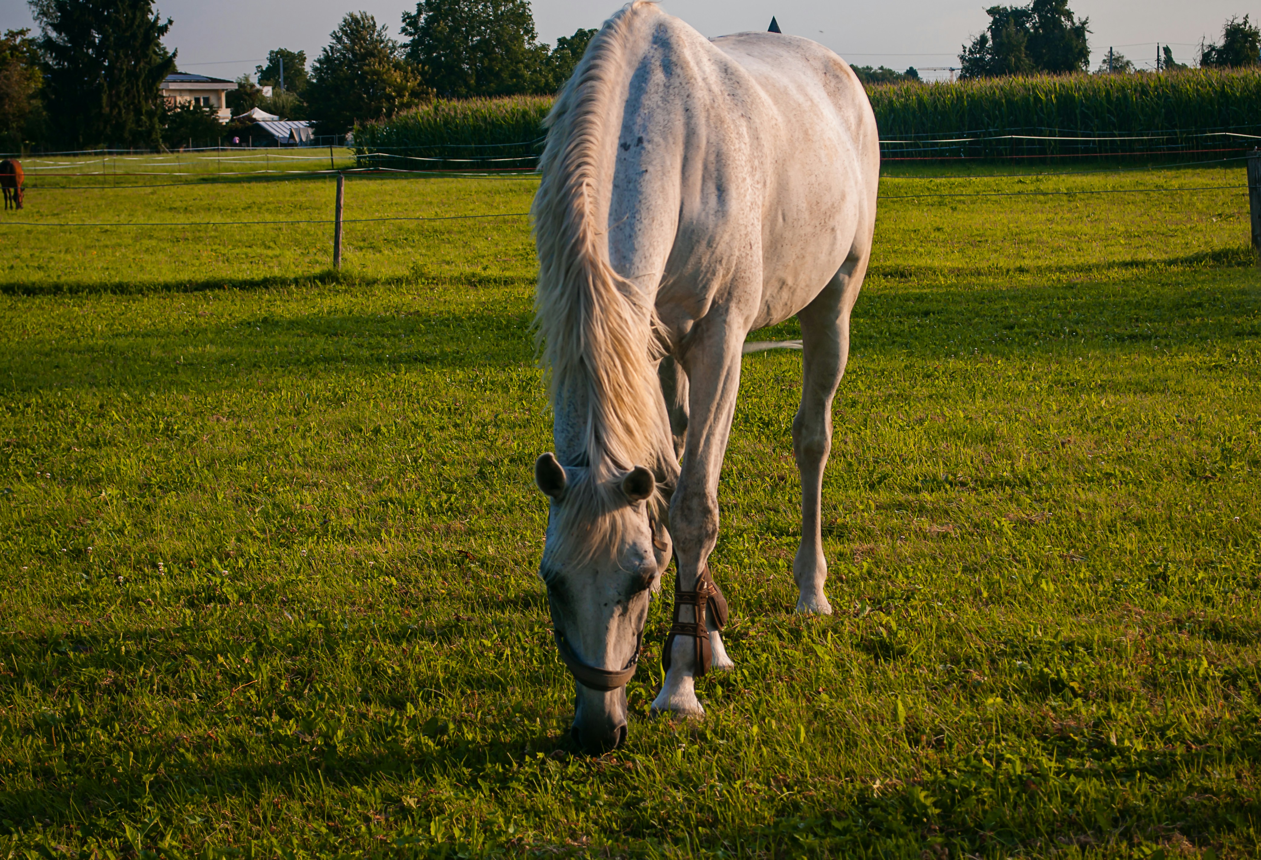 Pasture Grazing: White Horse in Golden Light