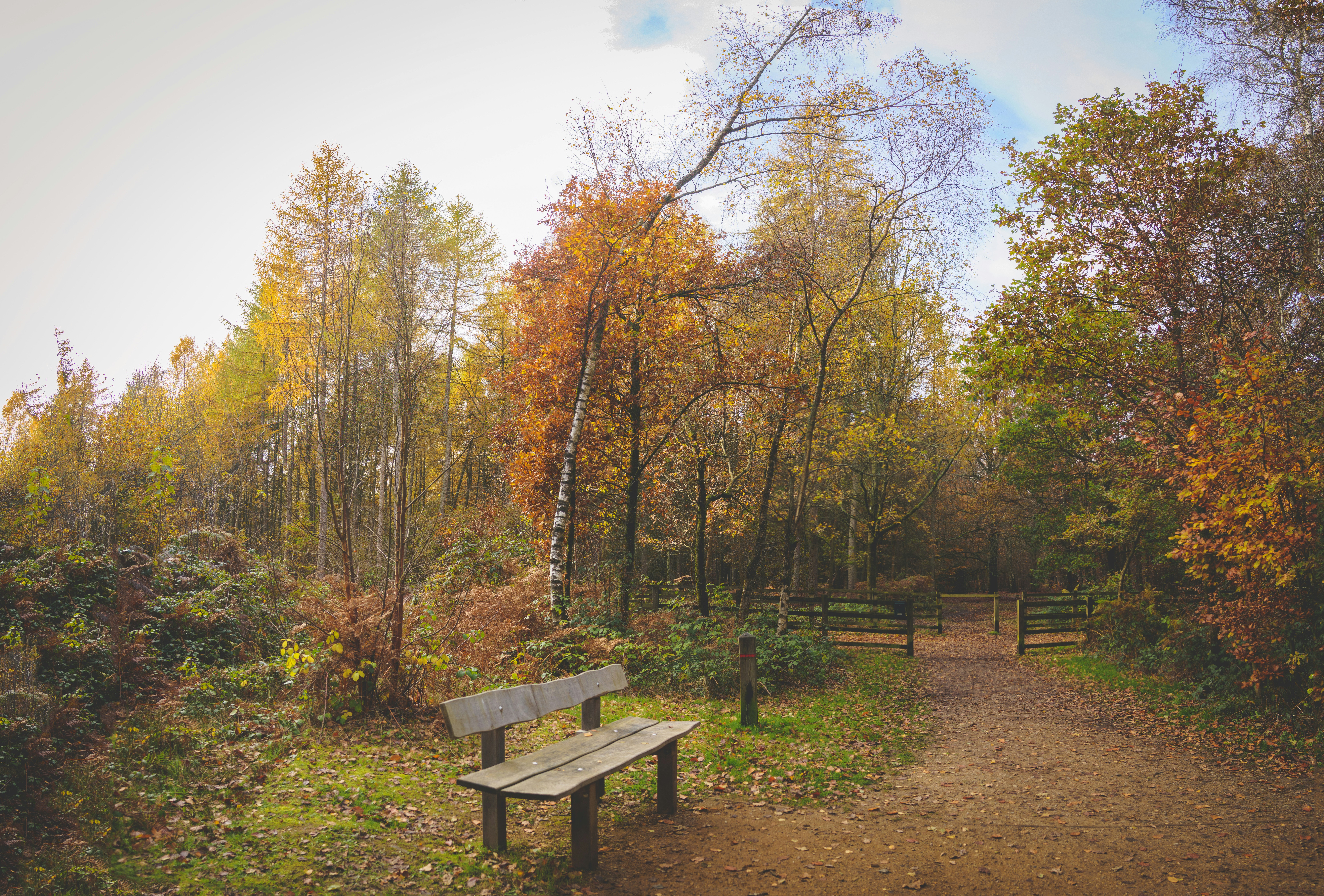 Autumn Pathway Serenity