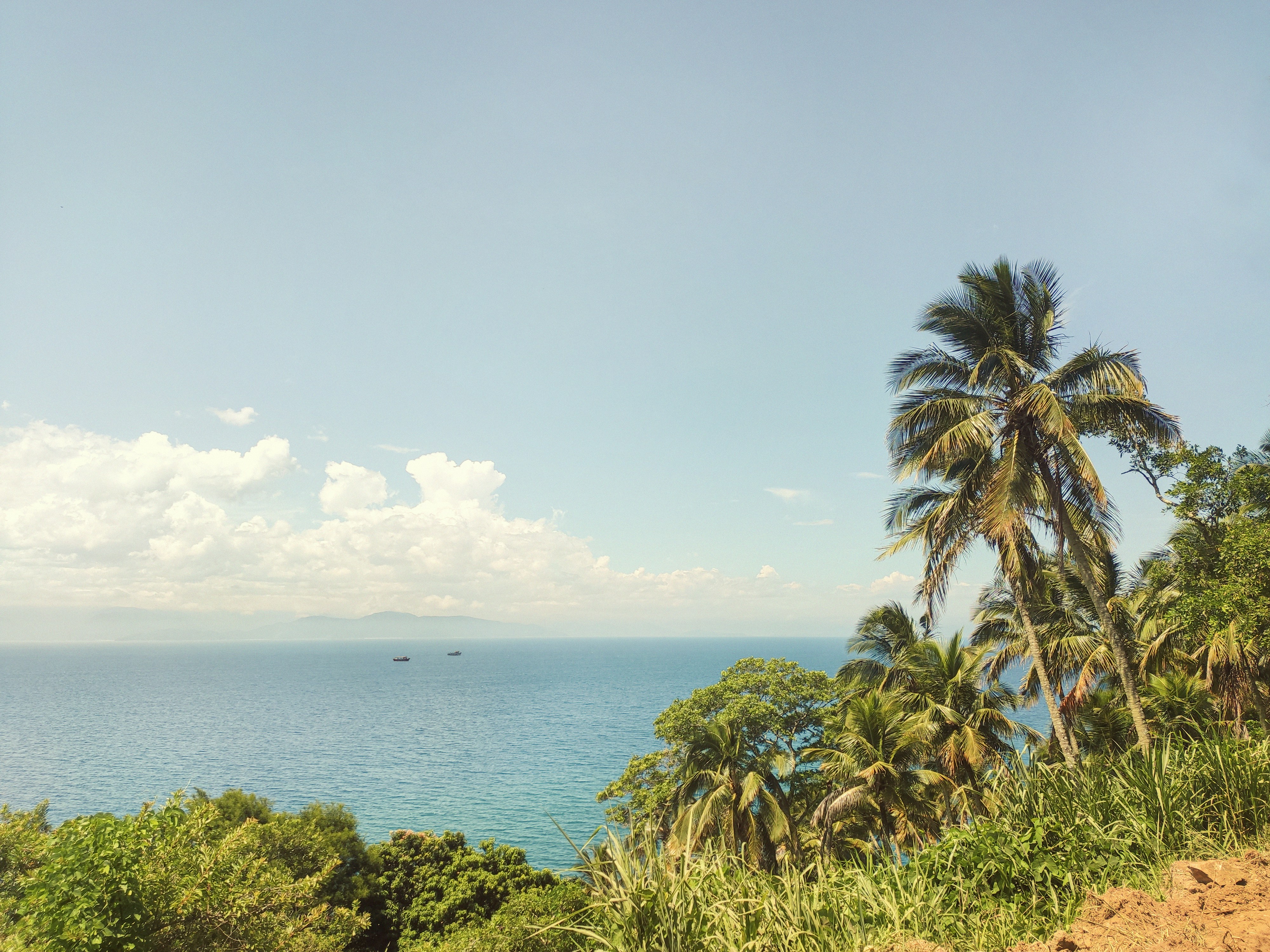 Lush palm trees overlooking a tranquil sea under a clear blue sky.