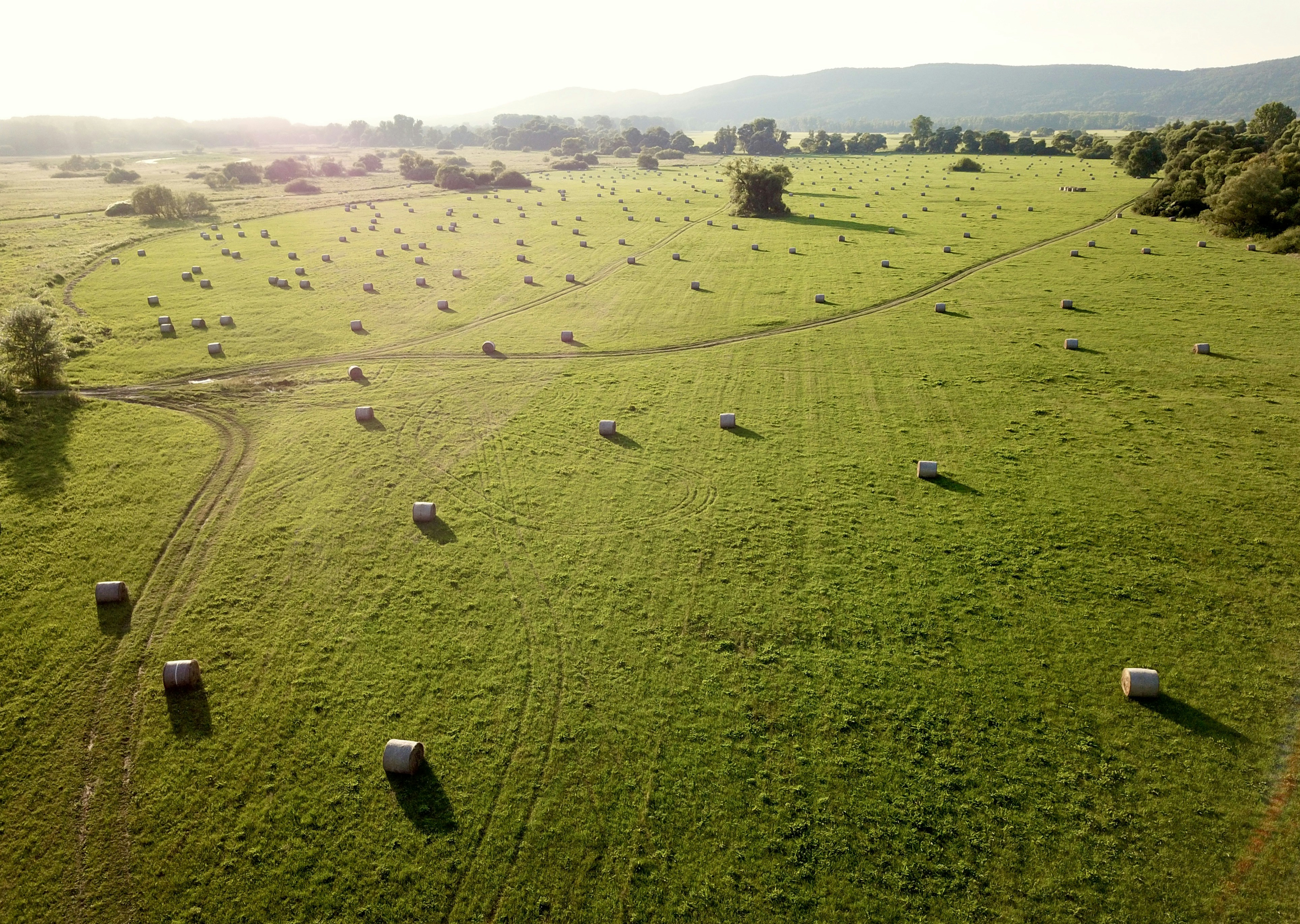 Aerial Quilt: Hay Bales Trace Gentle Curves Across a Sunlit Pasture