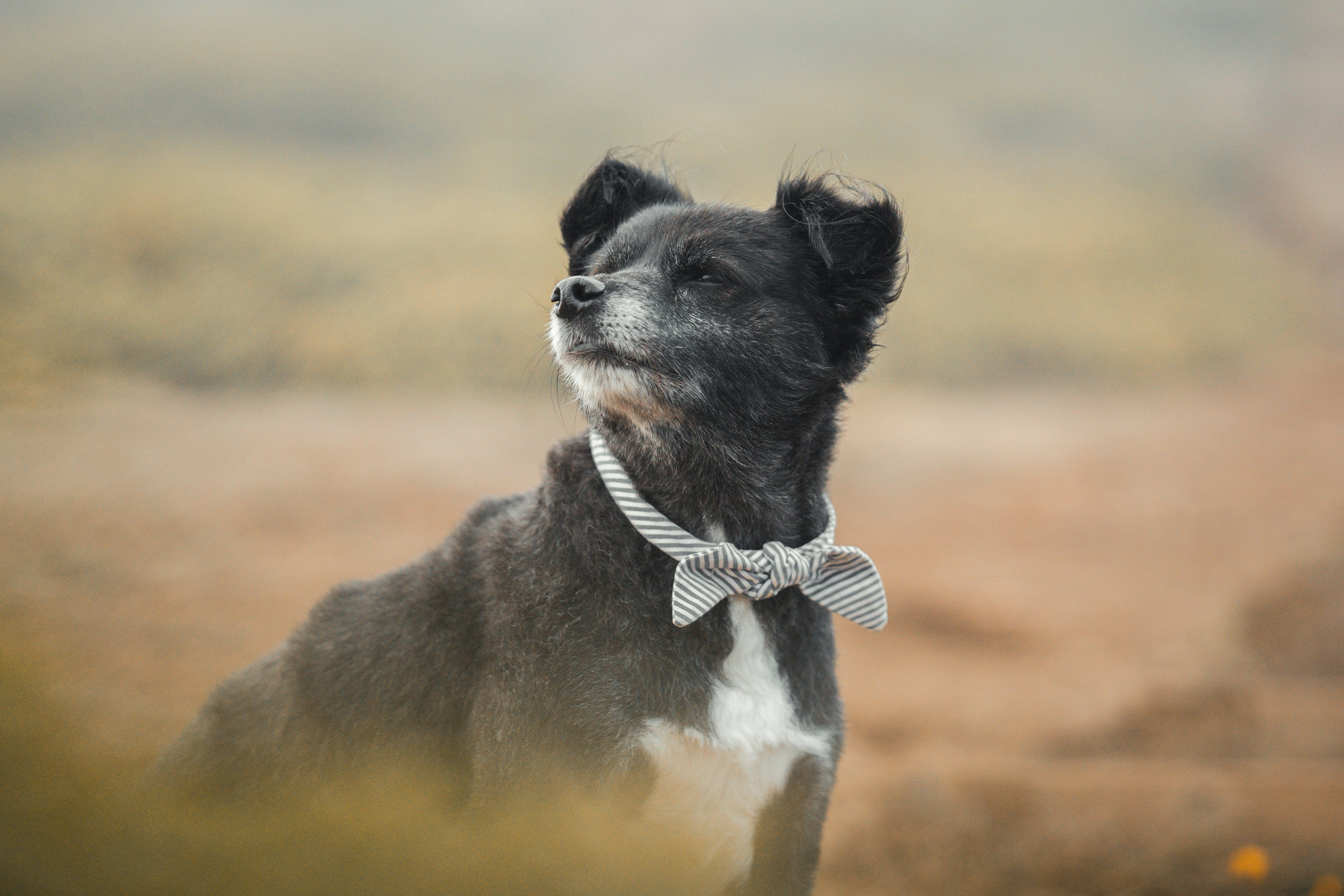 Black dog with a bowtie gazing thoughtfully into the distance, surrounded by a soft, blurred landscape.