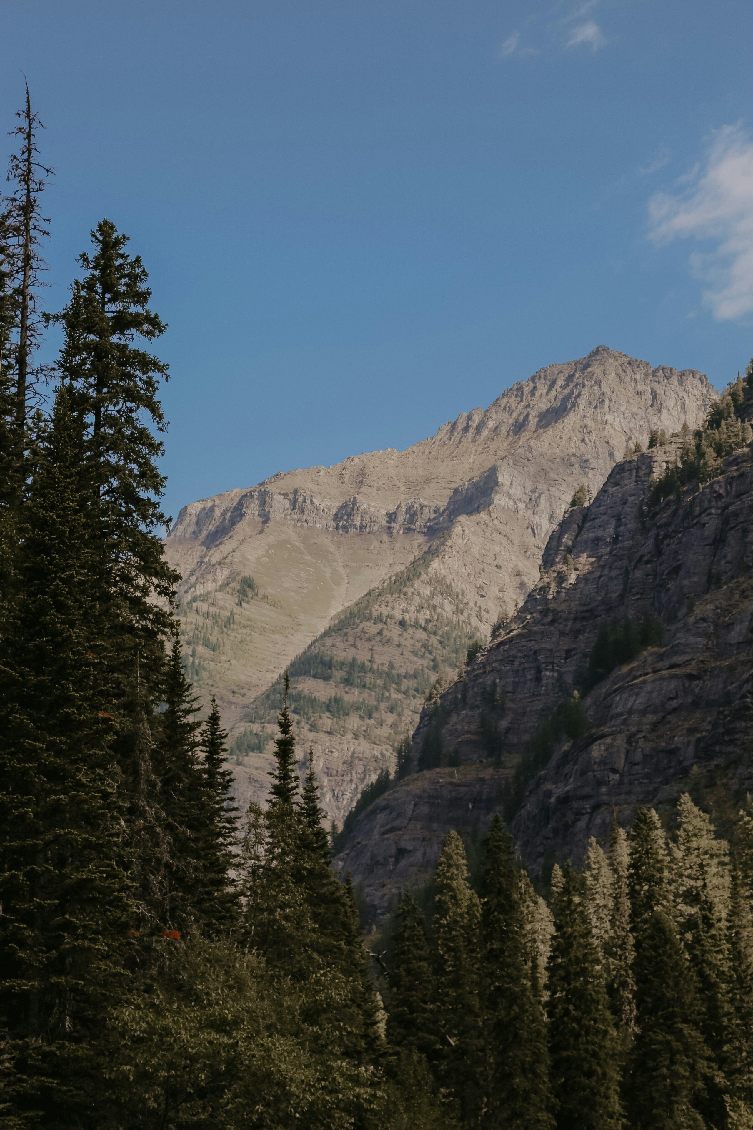 Montana Mountains  | green pine trees near mountain during daytime