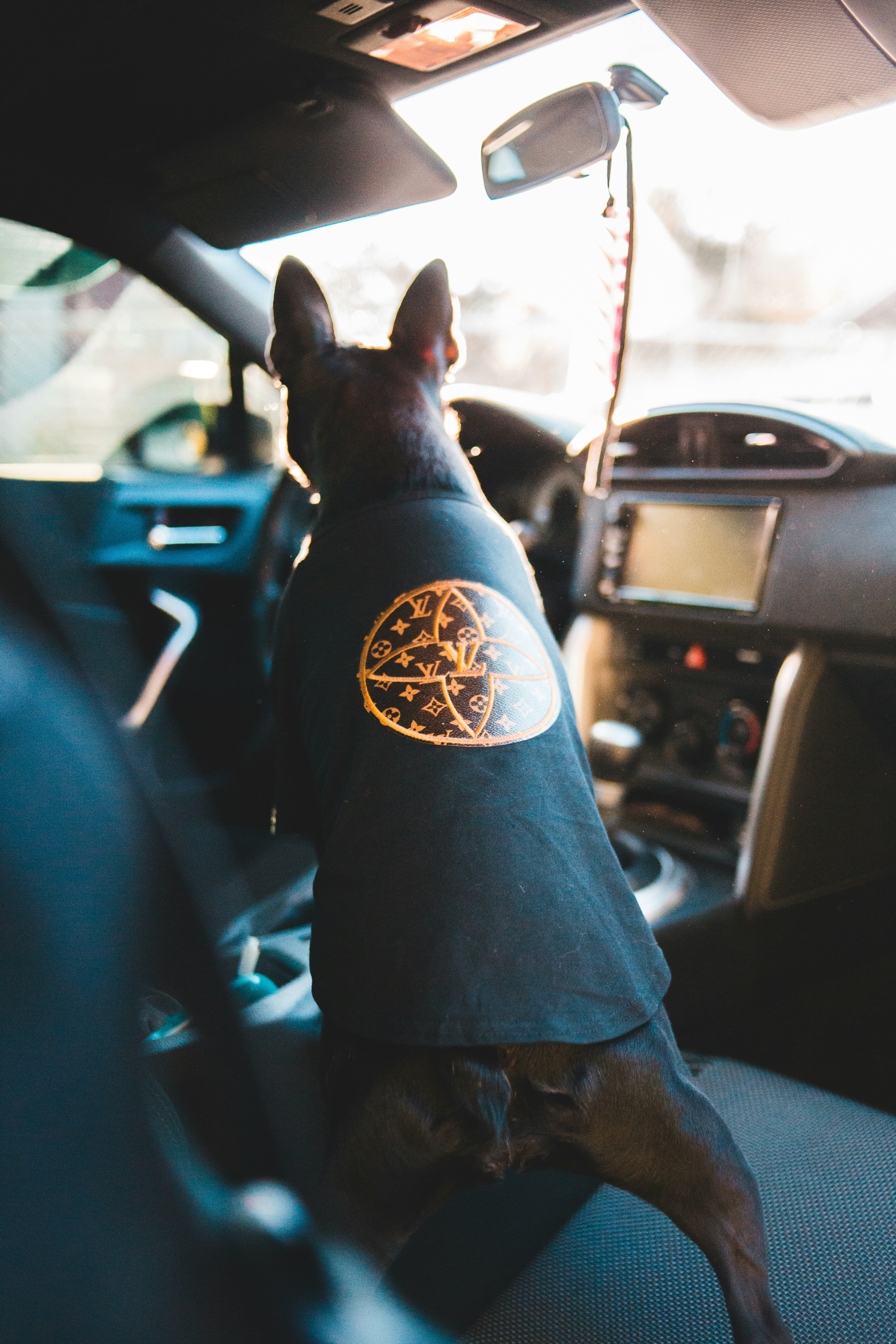 Emblem Jacket Ride: French Bulldog Riding Shotgun in a Car