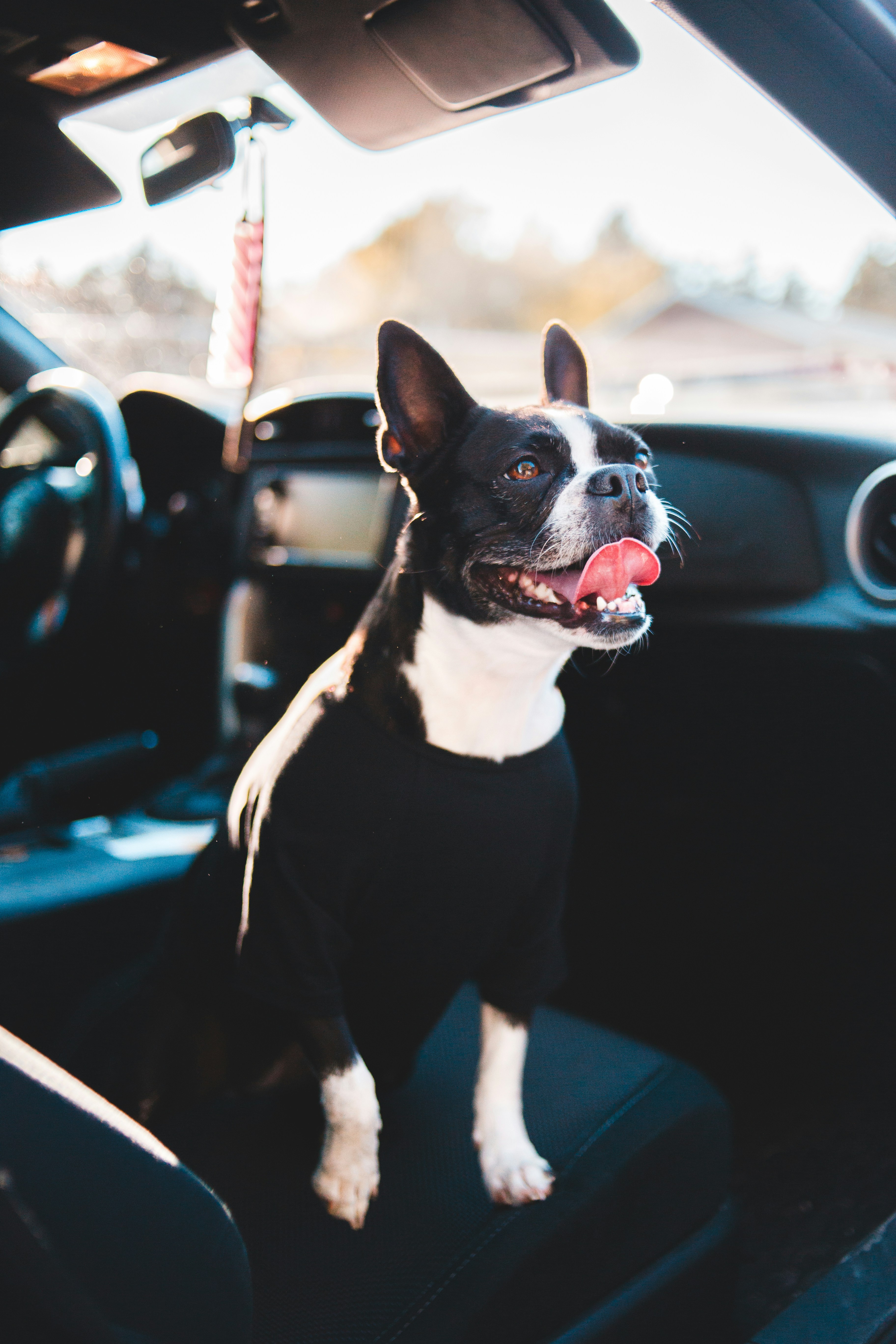 Dog In Car Pictures | Download Free Images on Unsplash