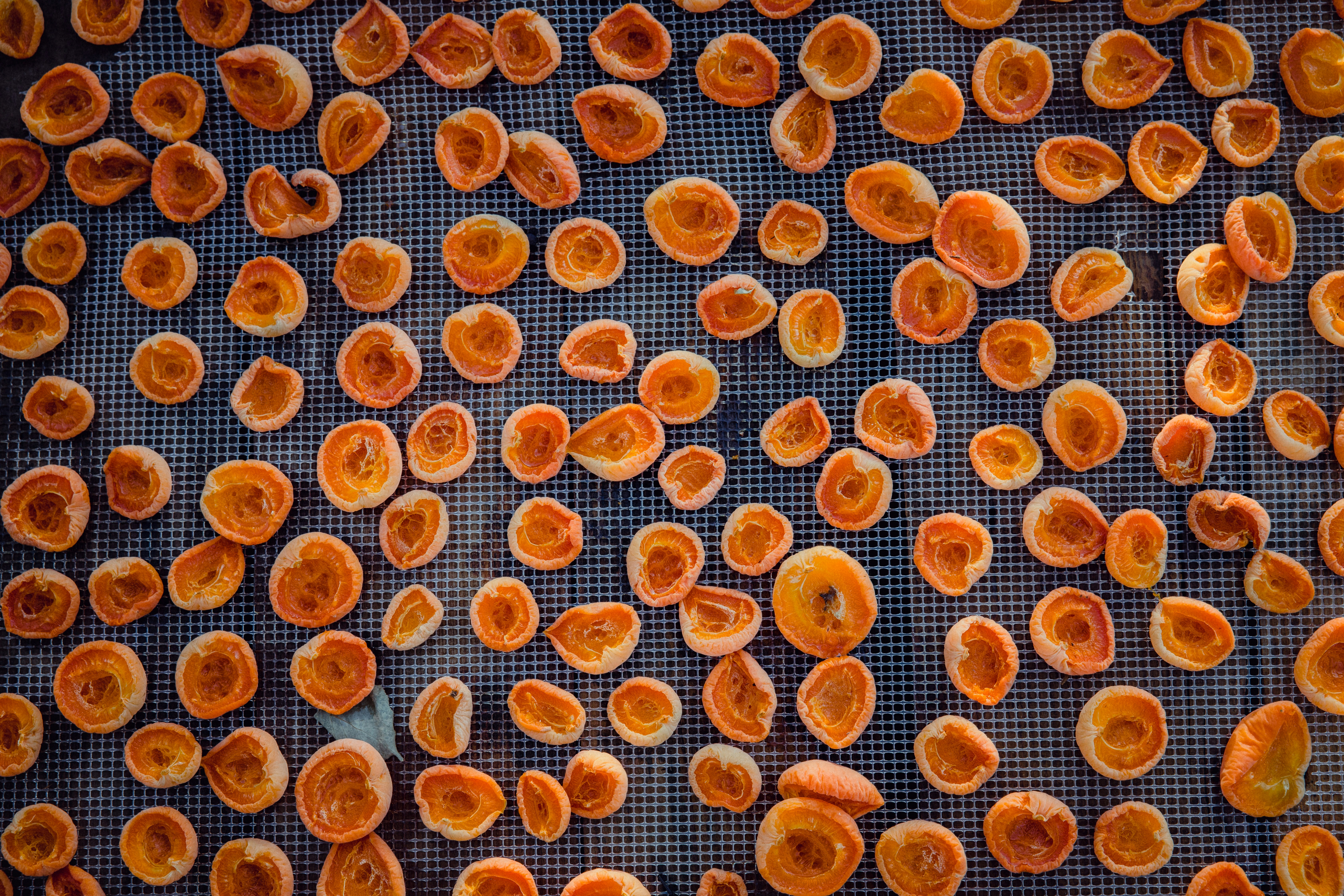 Aerial view of numerous dried apricot halves arranged on a mesh surface, showcasing their vibrant orange hues and textures.