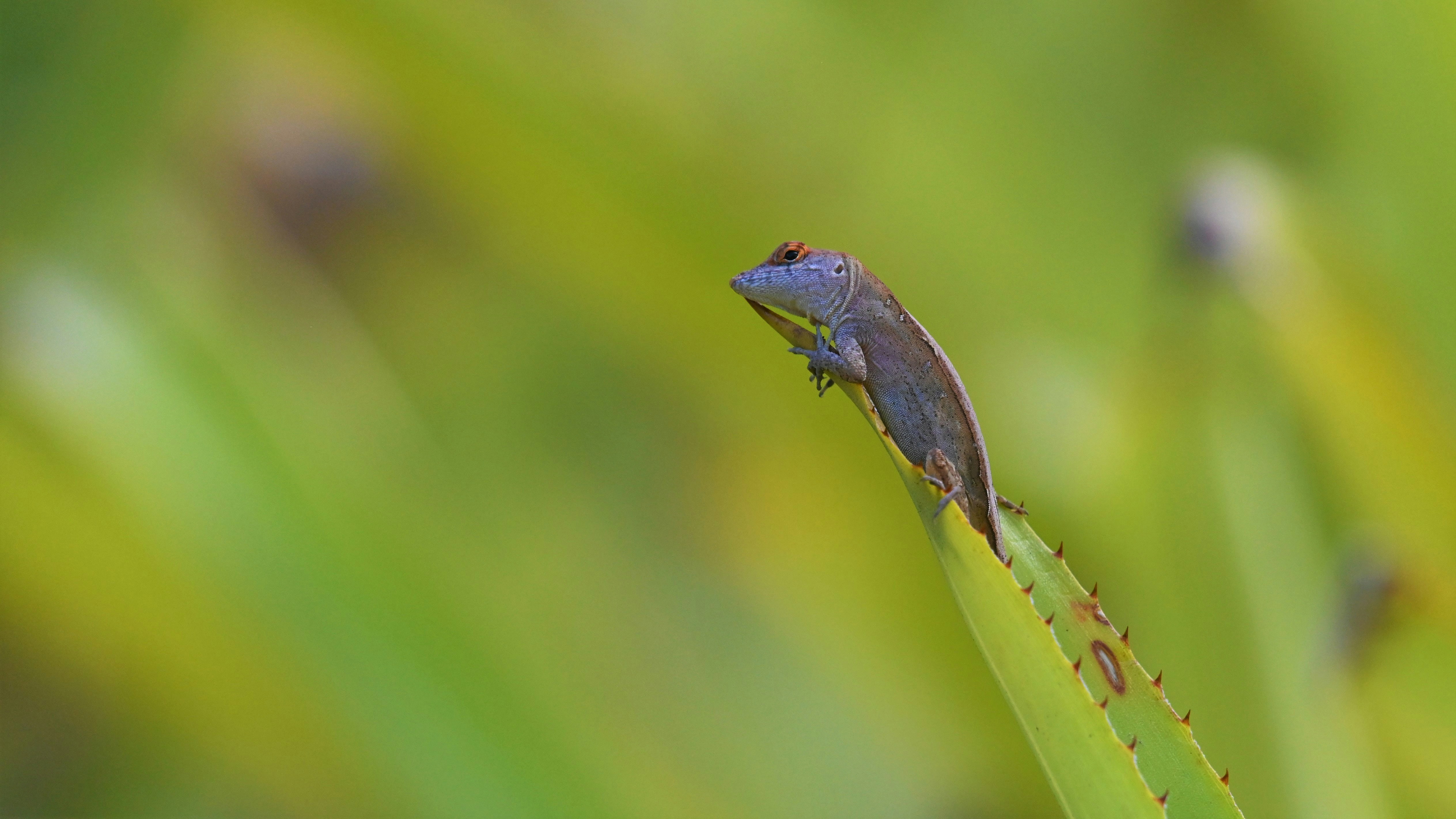 This captivating image features a lizard poised gracefully on the edge of a vibrant green leaf, set against a lush, blurred background of various green hues. The lizard's subtle gray and brown tones contrast beautifully with the leaf's bright, fresh green, creating a striking visual focus. The soft, natural lighting enhances the tranquil atmosphere, capturing the serenity and detail of this intimate nature scene.
