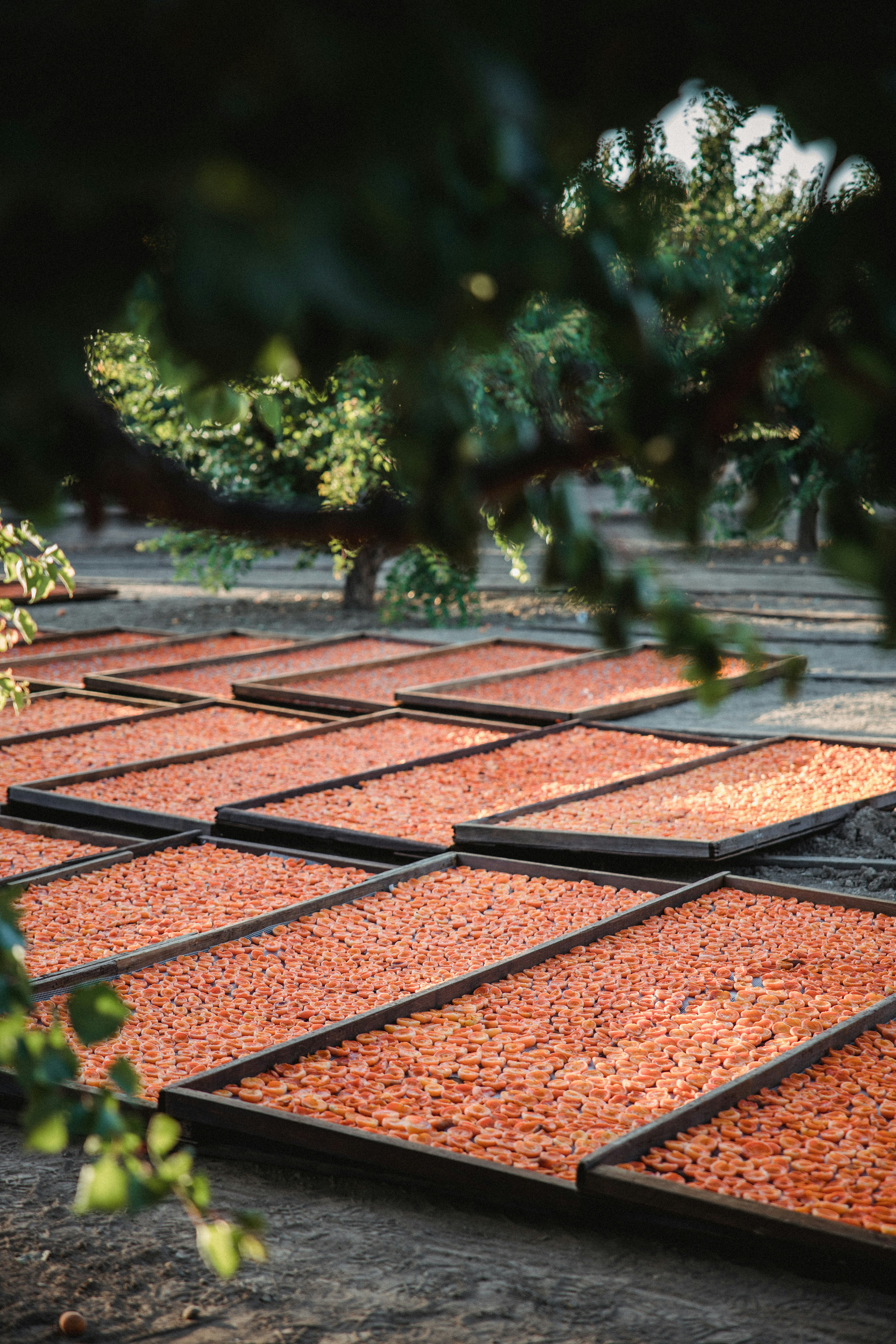 Orange-tinged drying slabs under a leafy canopy