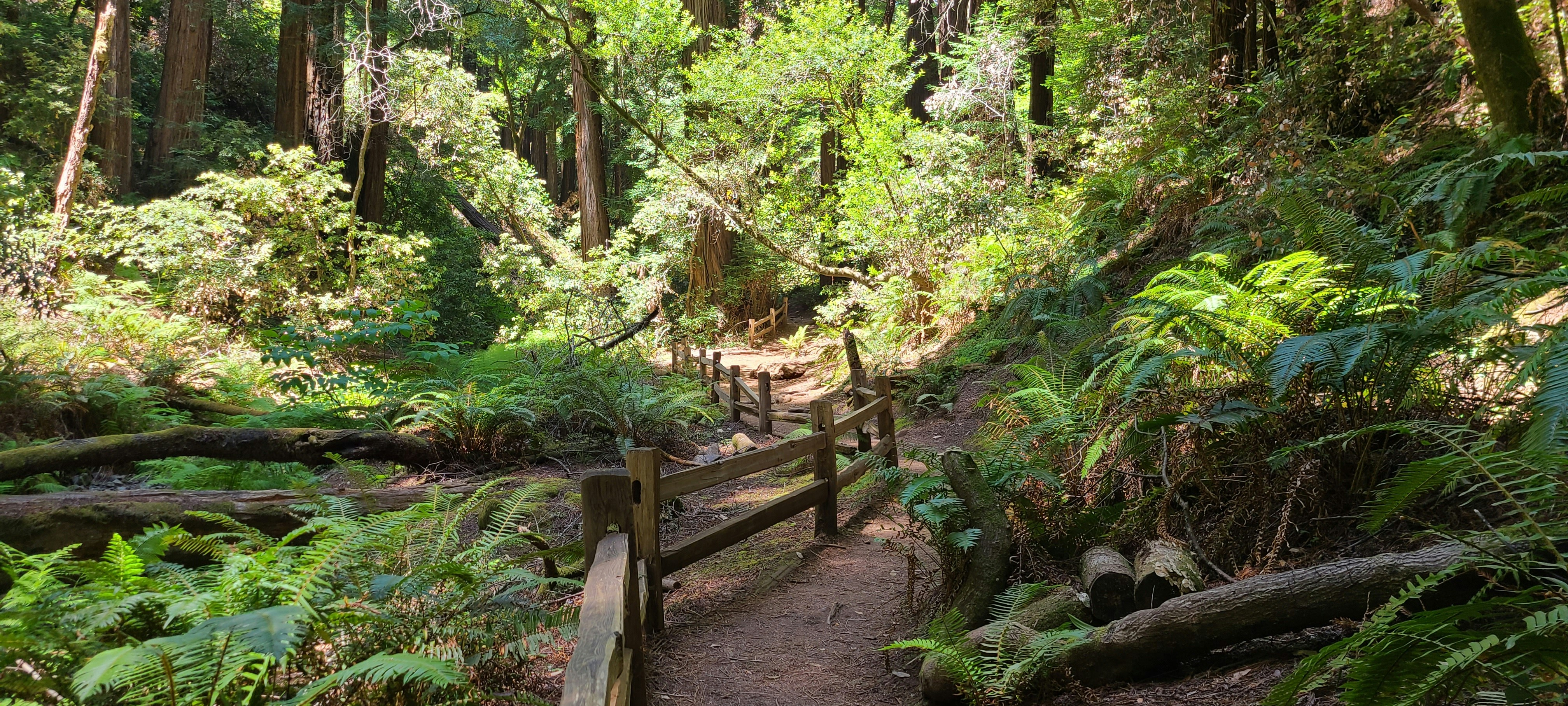 Wooden fence-lined path winding through lush green forest with sunlight filtering through trees.