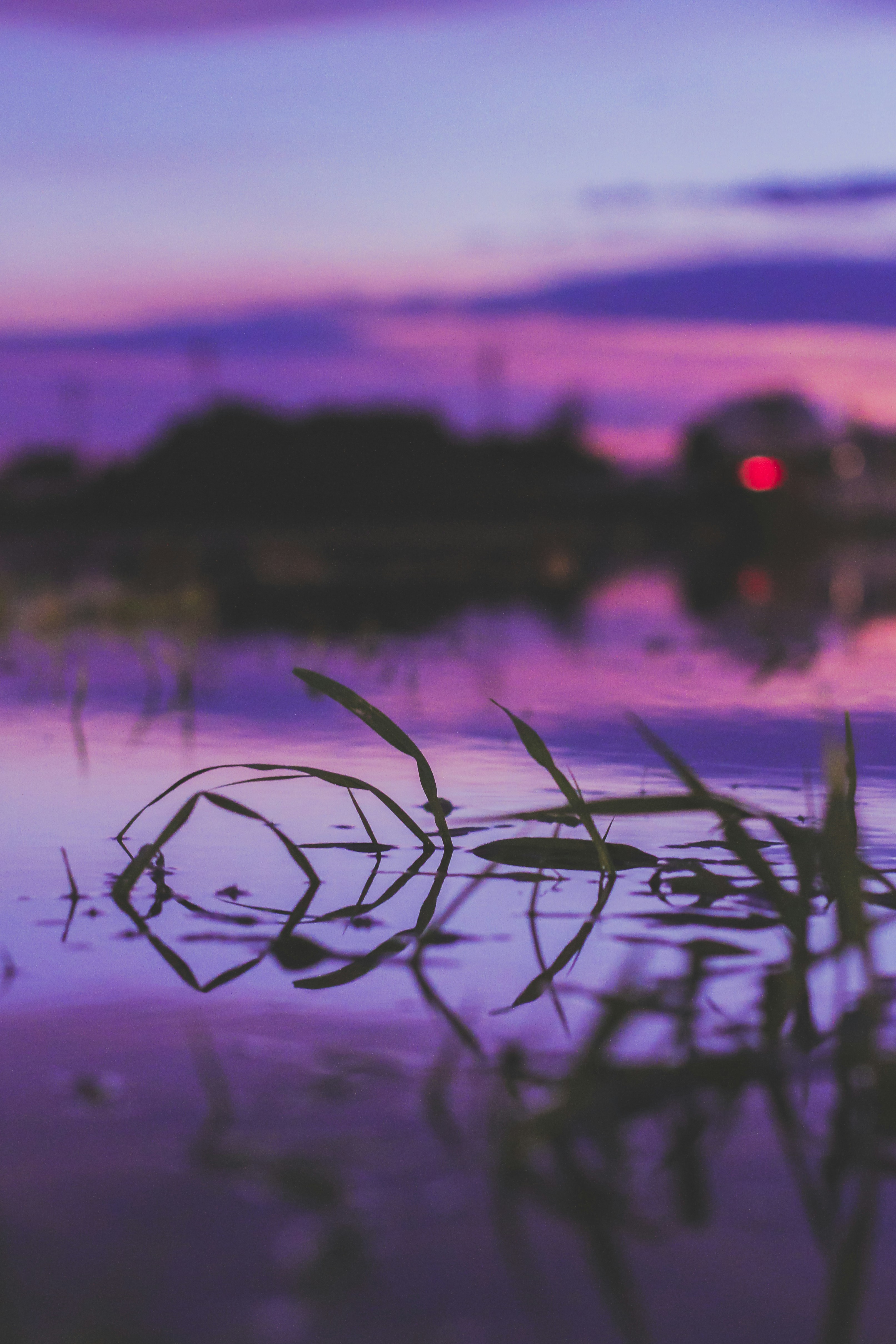 Twilight Grass Ring on a Velvet Lagoon