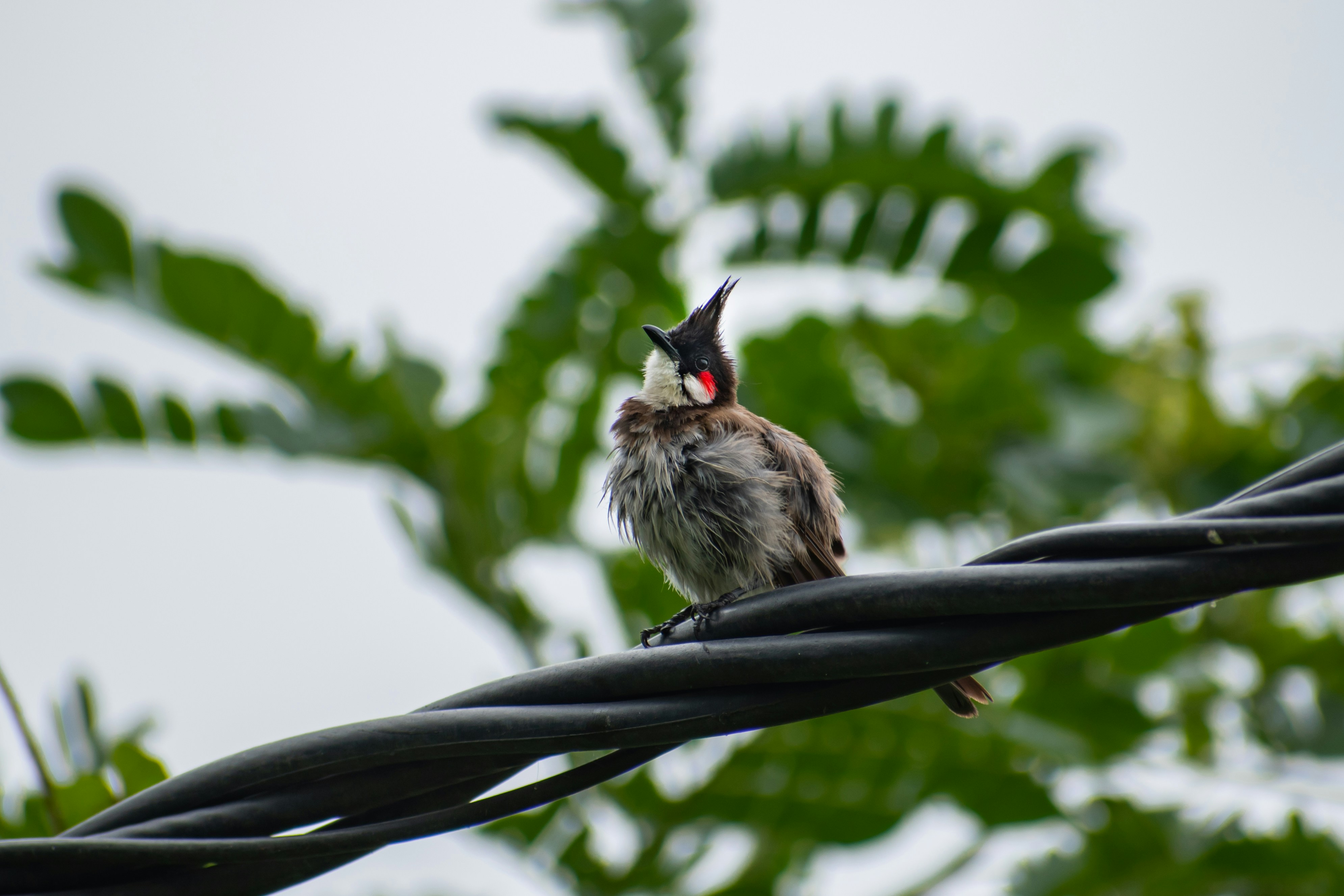 On the Wire: a crested songbird surveys a tropical backdrop