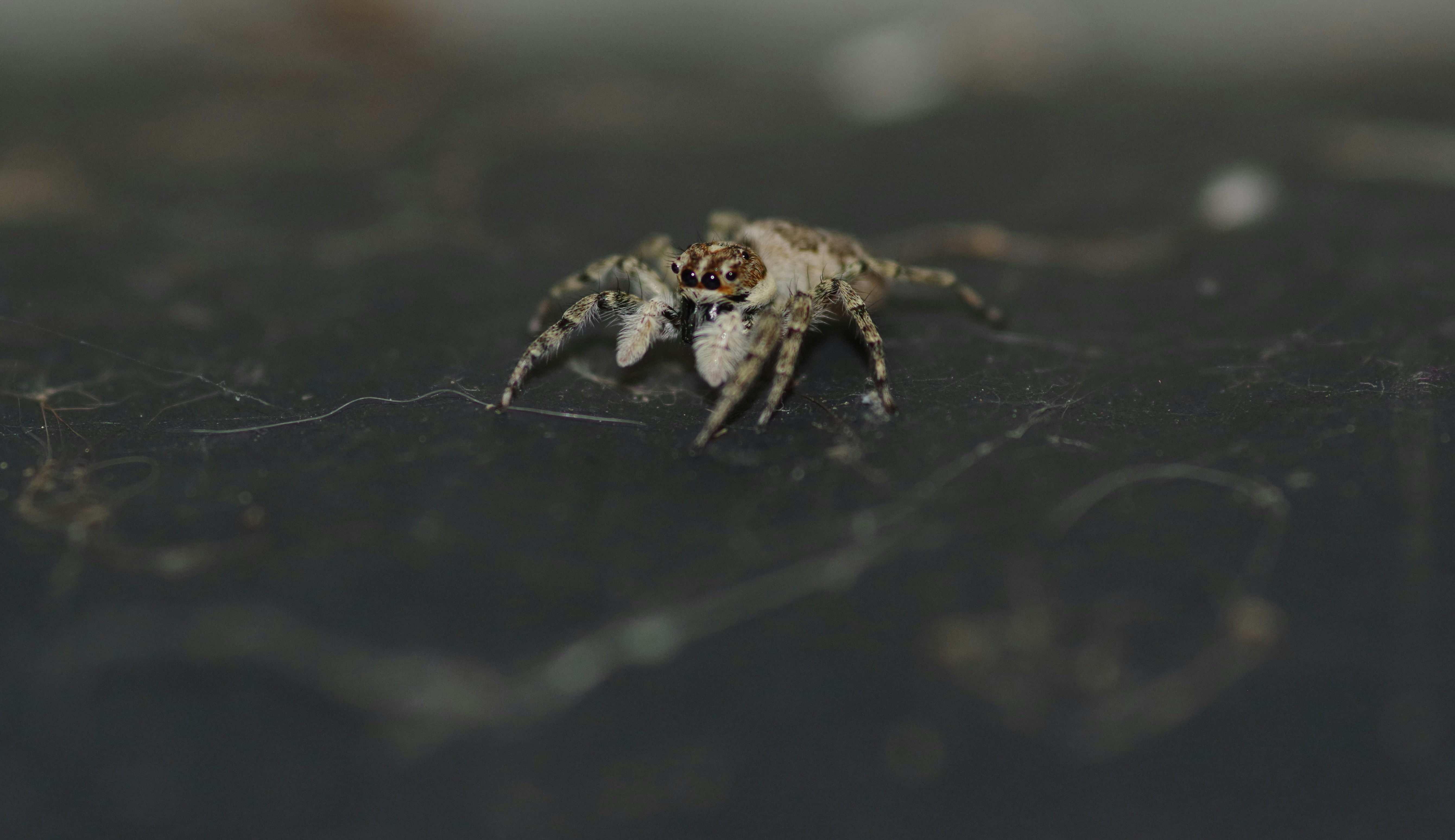 Close-up of a spider perched on a dark surface, showcasing intricate details of its body and surroundings.