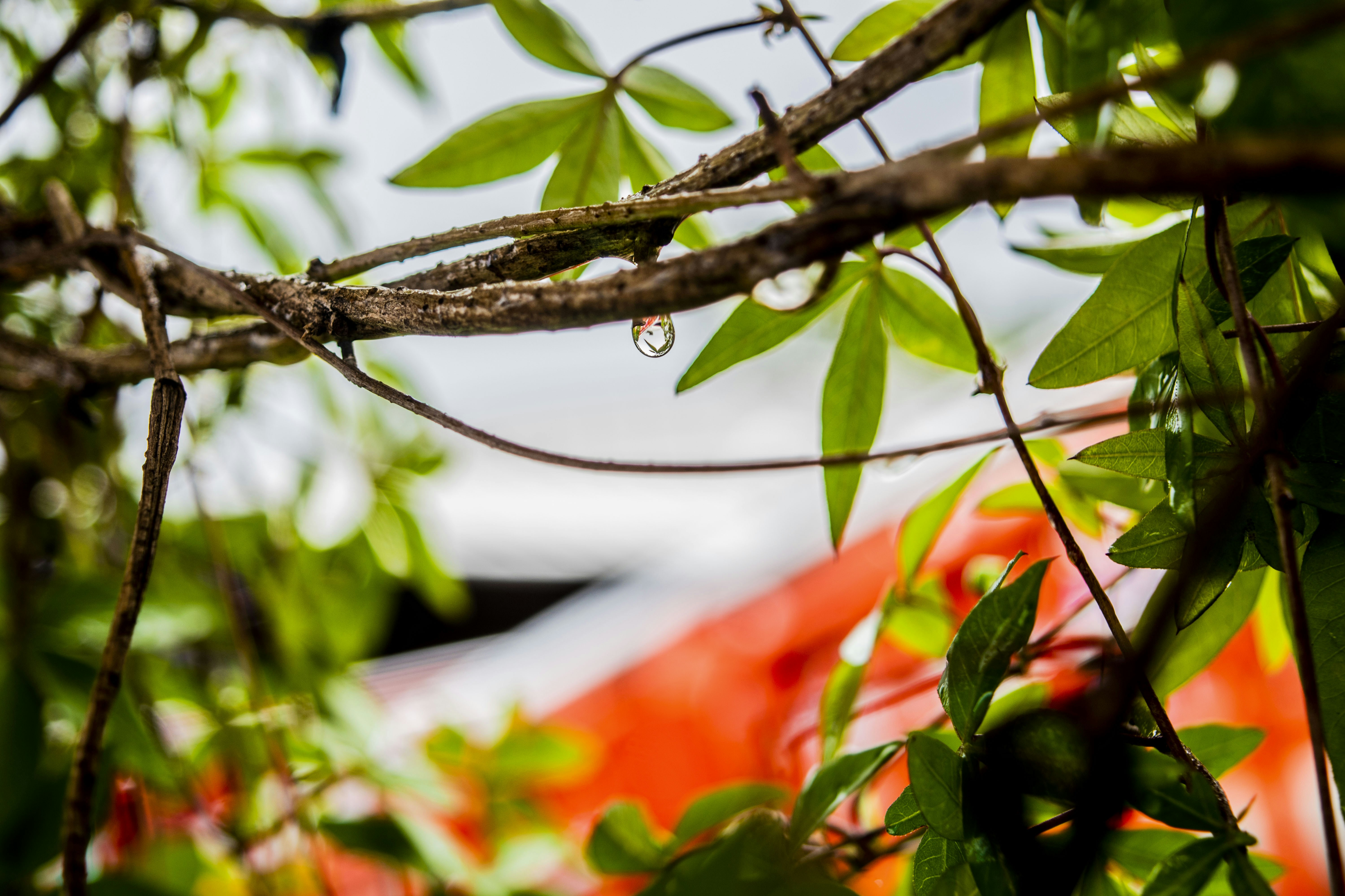 Droplet on a Branch: A Quiet Moment Above the Green Veil