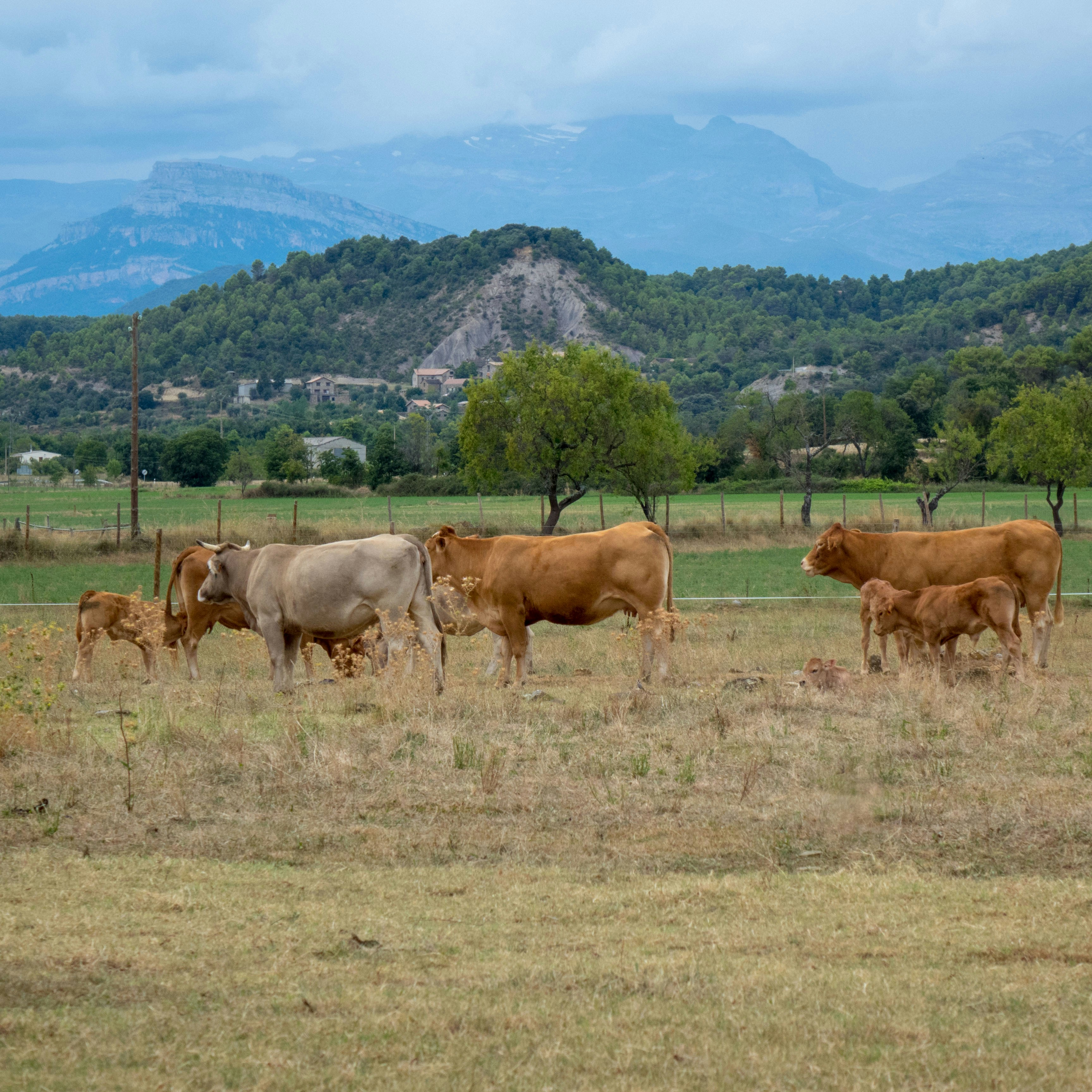 A serene scene featuring grazing cattle in a lush meadow, framed by distant mountains and a cloudy sky.
