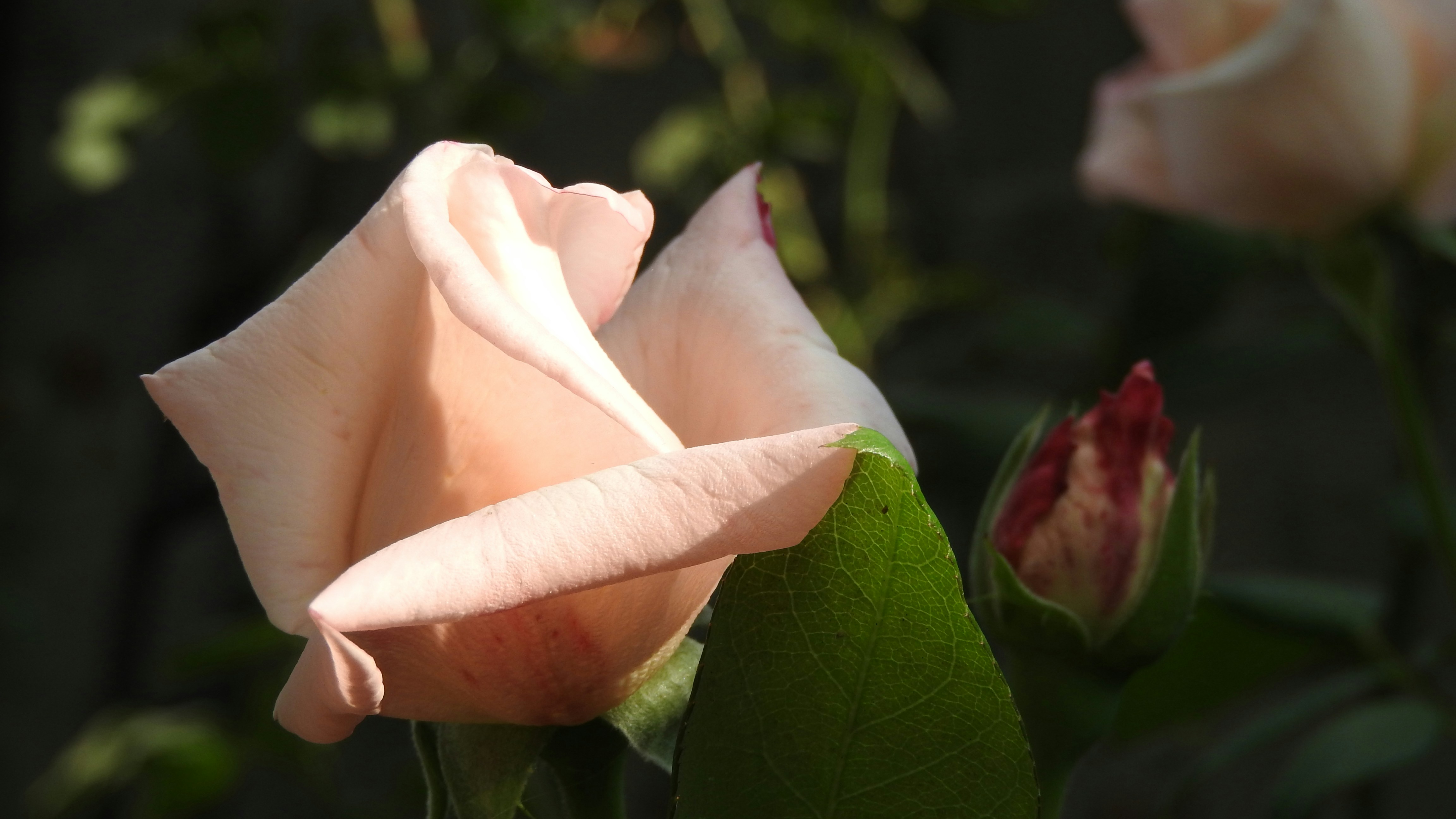 Soft pink rose in full bloom with a budding flower nearby, set against a blurred background of greenery.