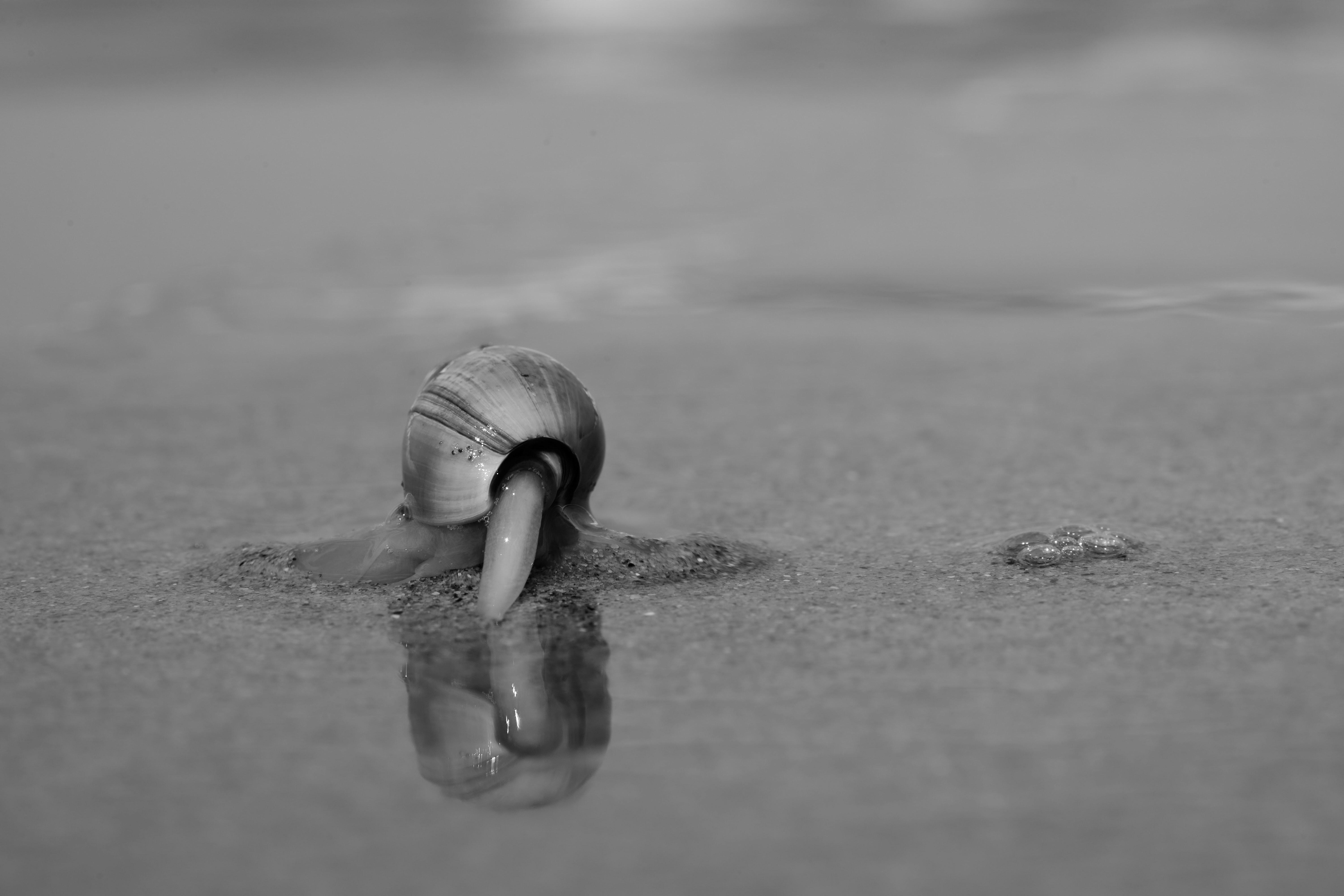 Grayscale photo of a sea shell photo – Free Grey Image on Unsplash