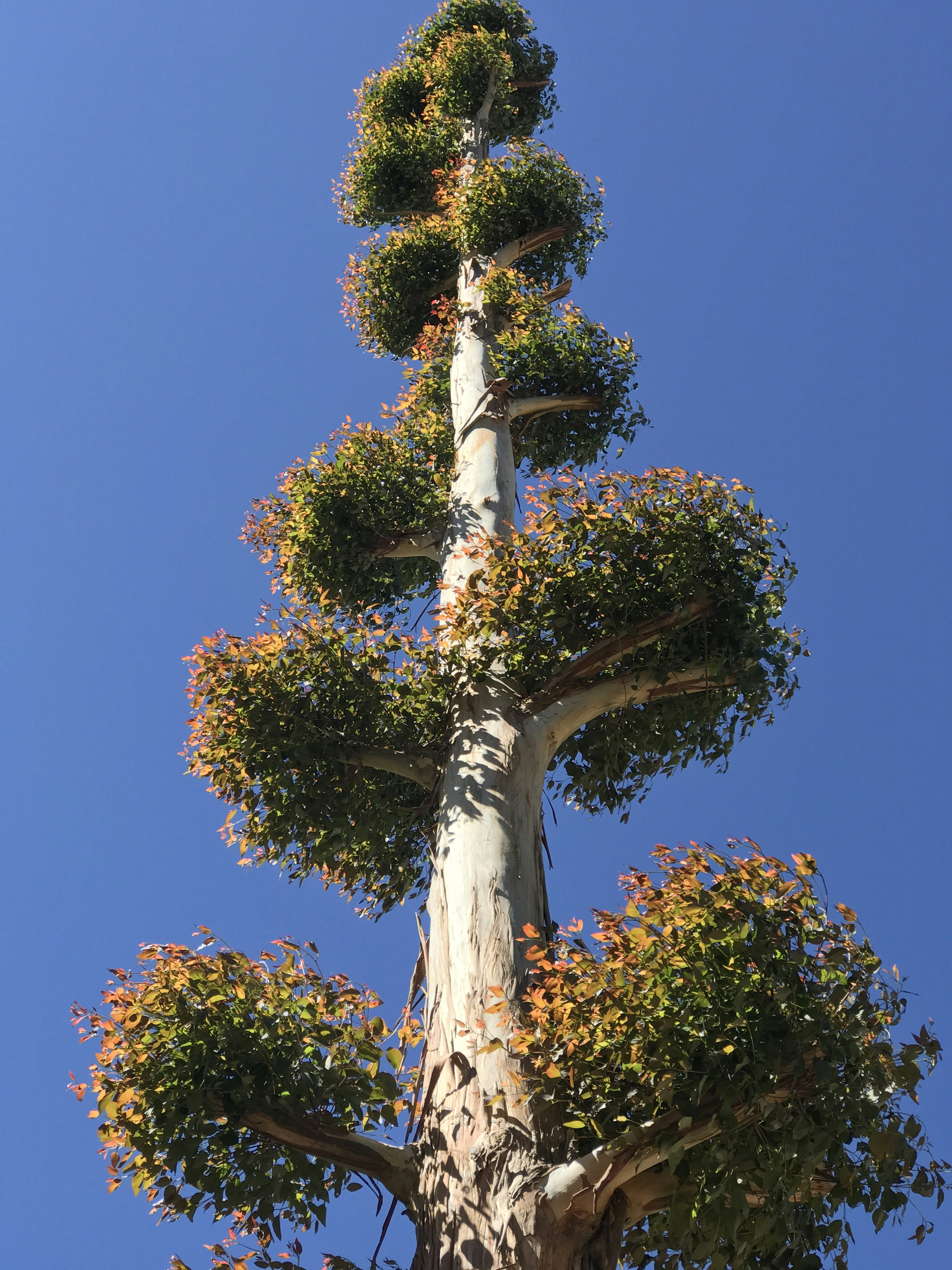 green and brown tree under blue sky during daytime