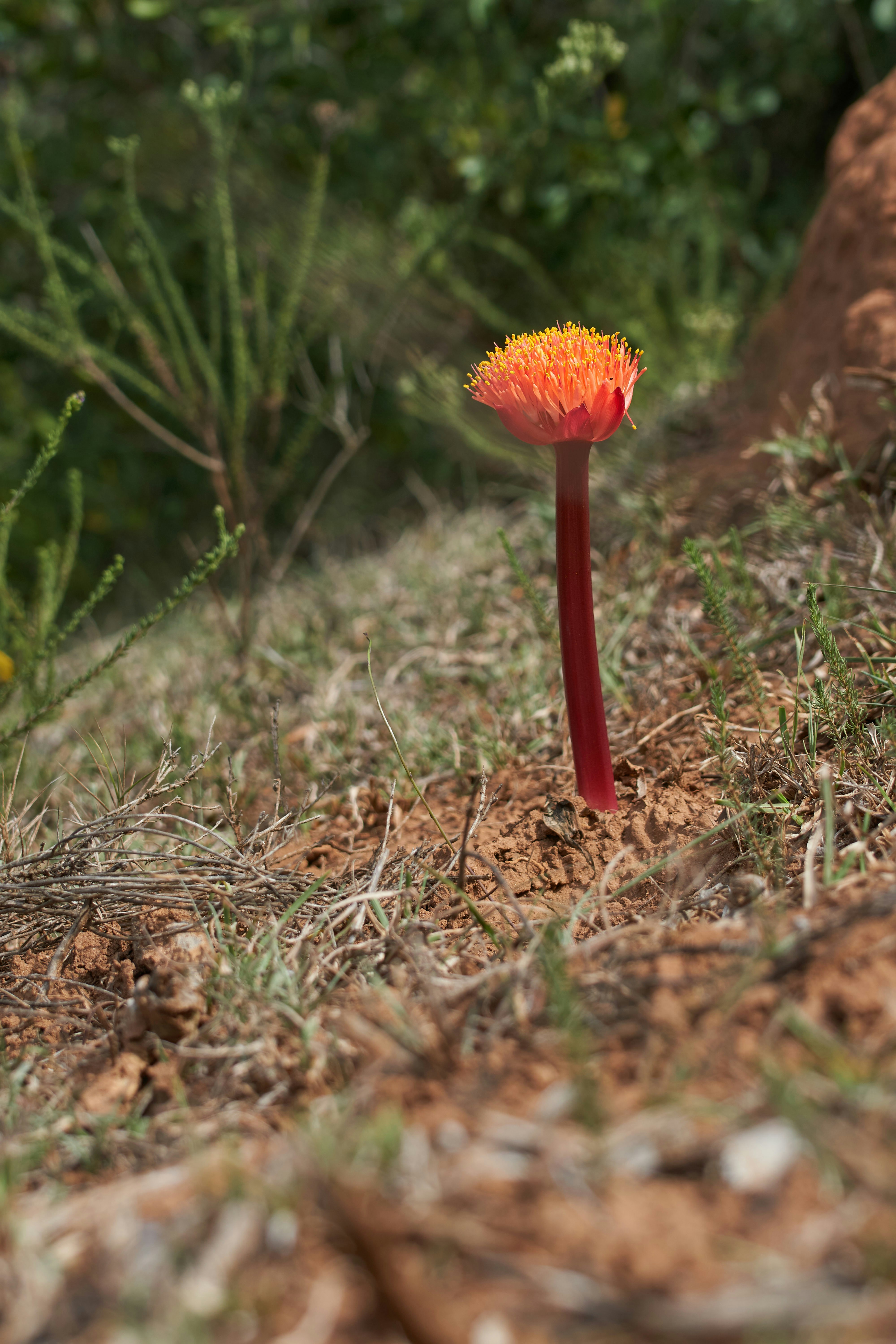 Red Torch Fungus Rising from Arid Soil