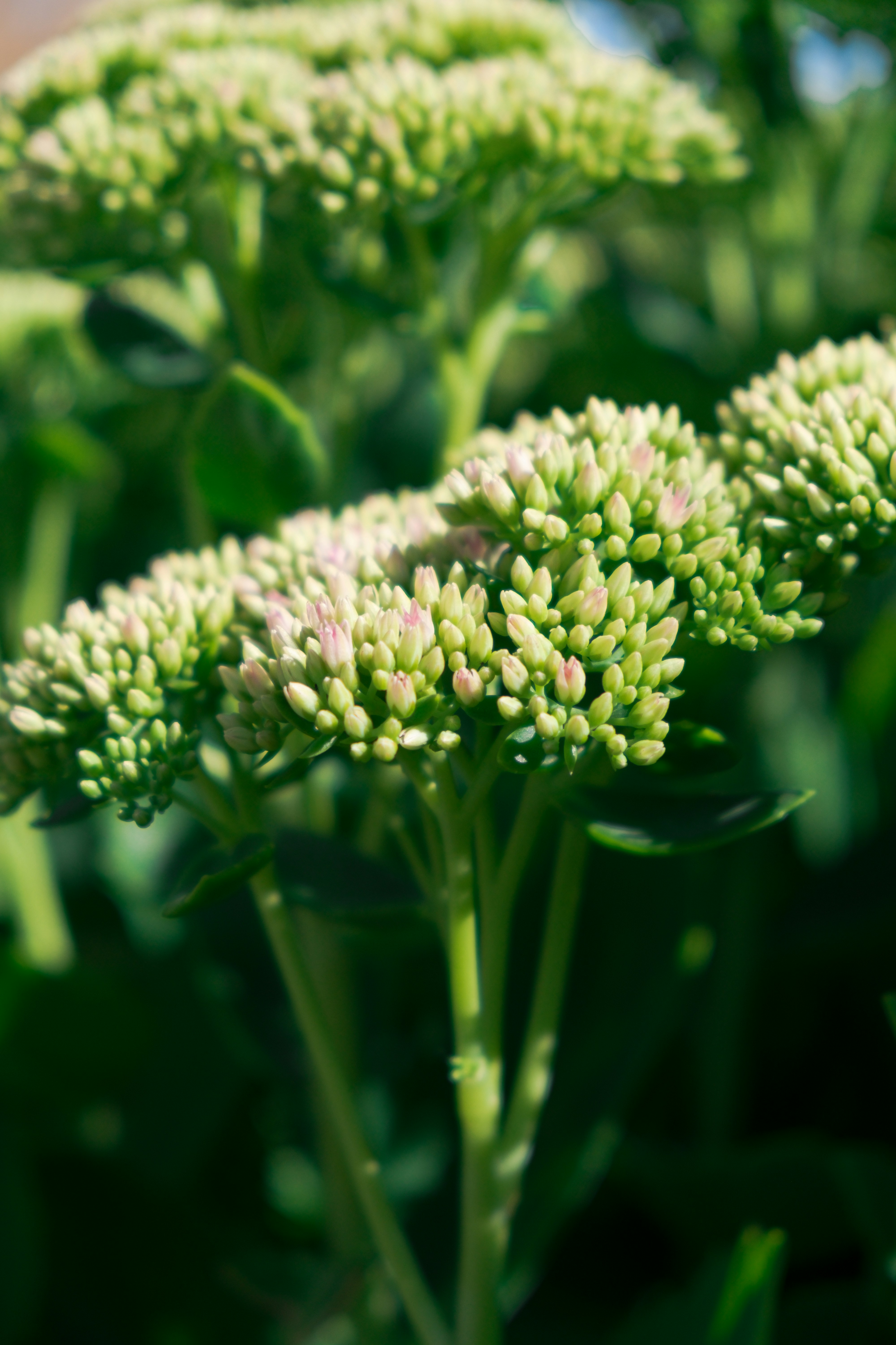 Close-up of clusters of budding green flowers with subtle pink tips, showcasing the intricate details of nature's design.