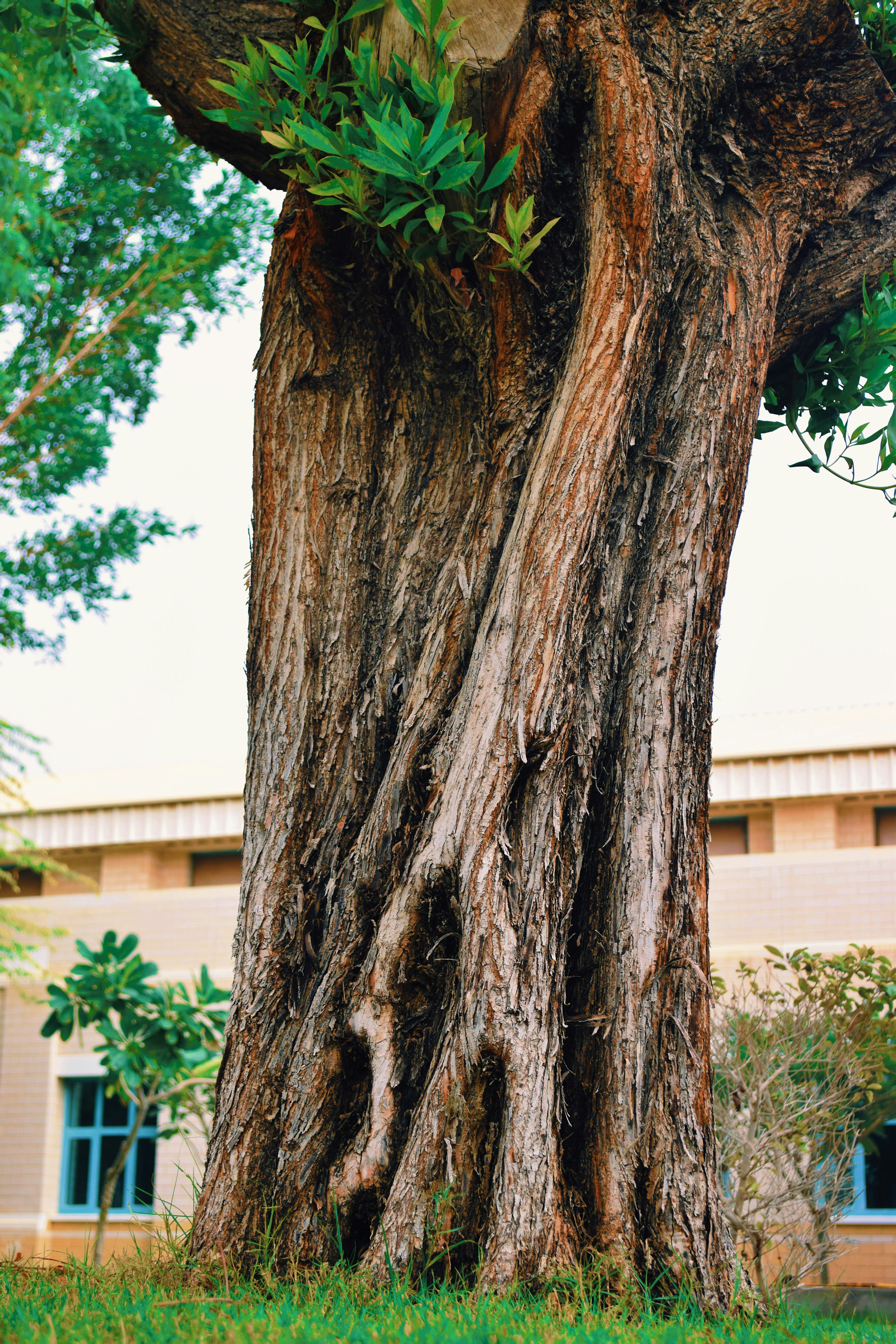 brown tree trunk during daytime