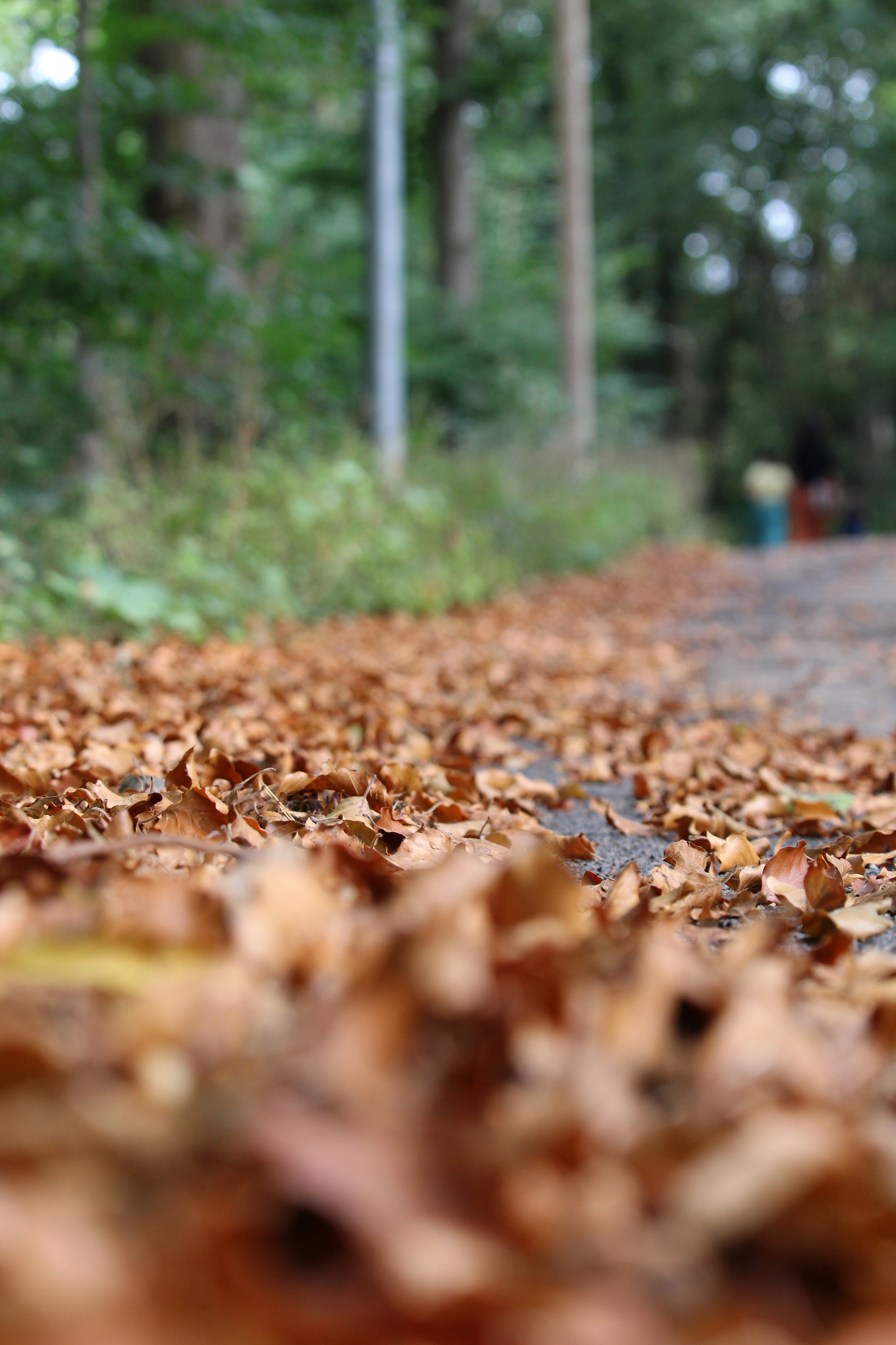 Amber Carpet on a Quiet Forest Path