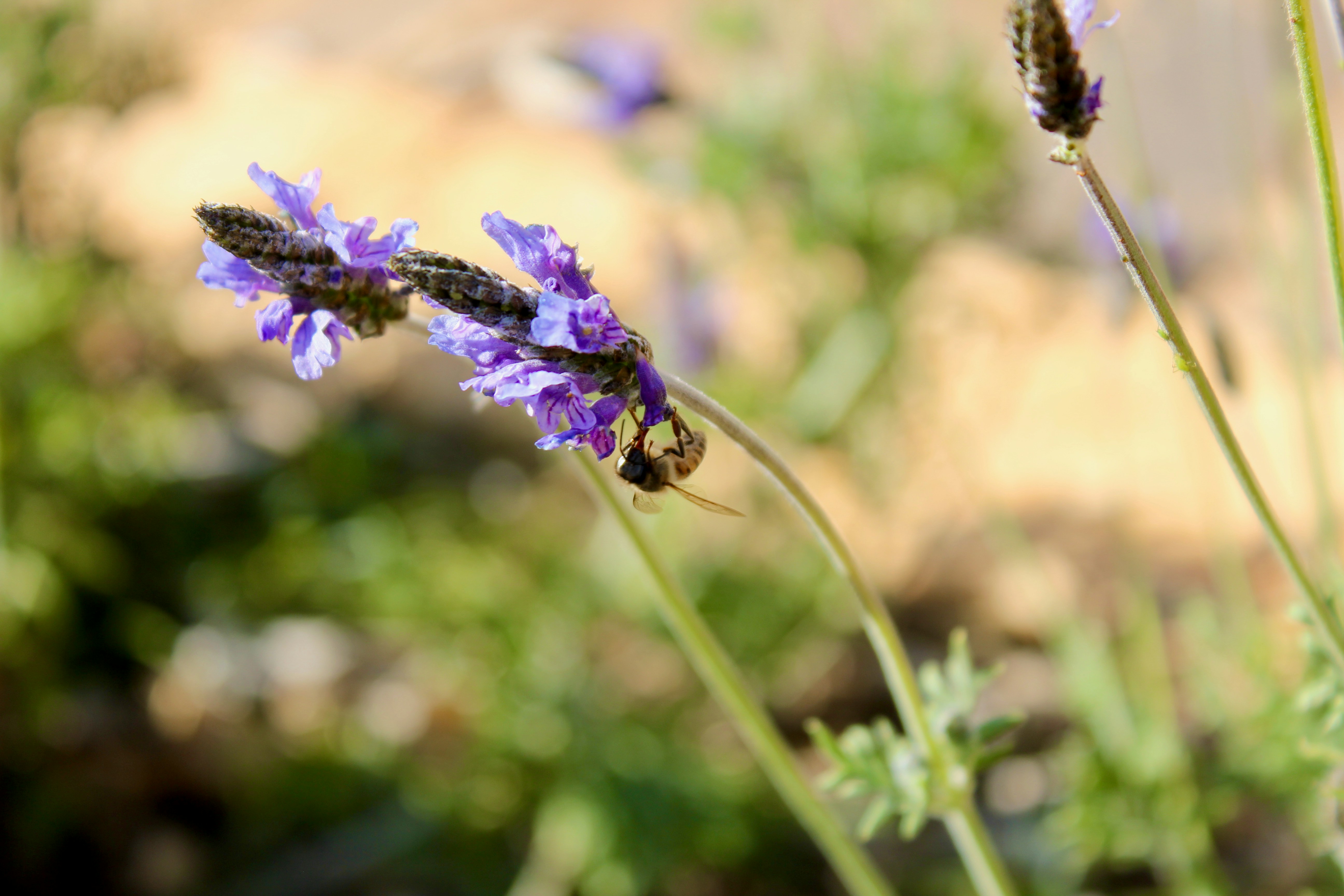Bee gathering nectar from vibrant lavender blooms in a sunlit garden.