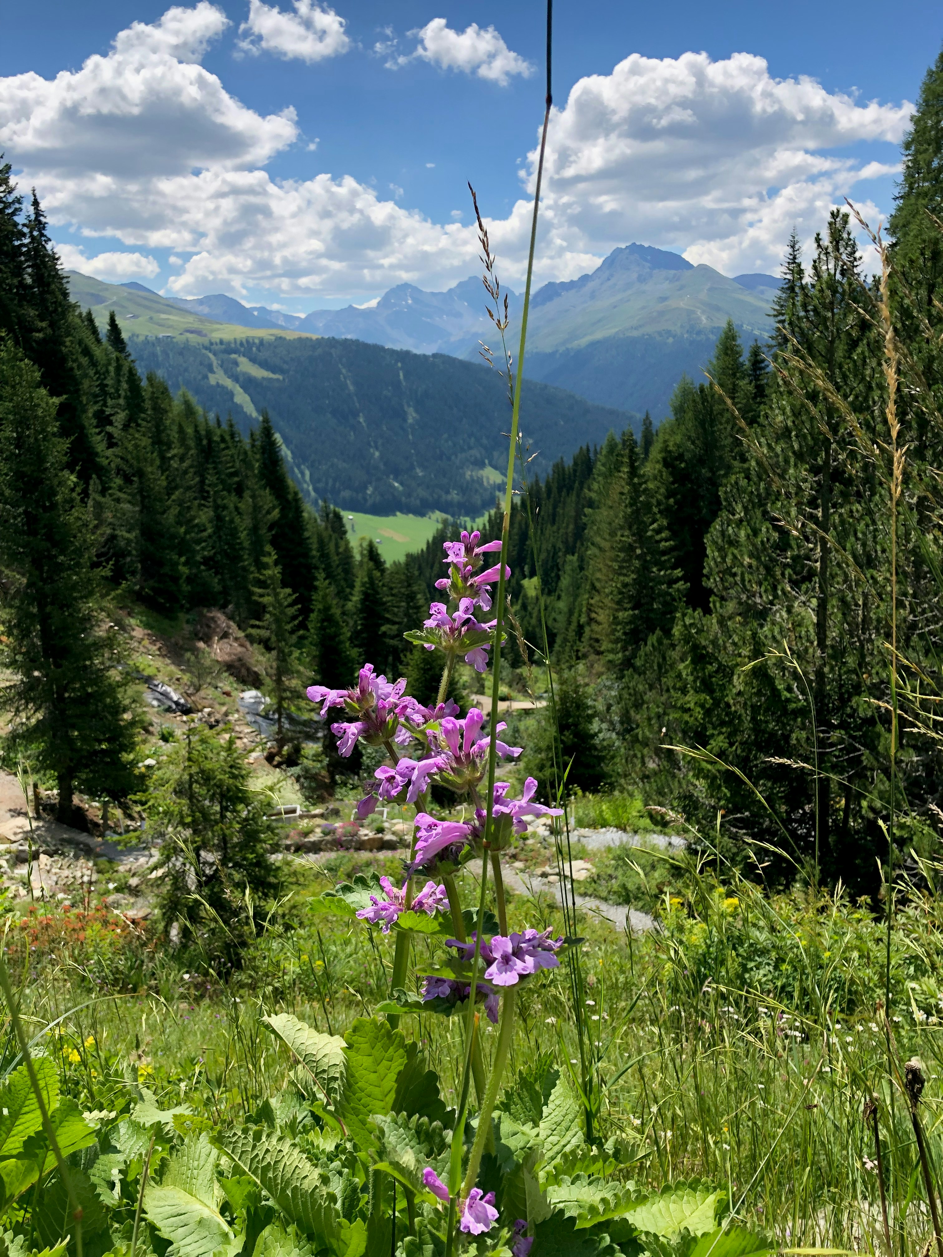 Purple Spike in an Alpine Valley: Wildflowers Framing the Mountain Vastness