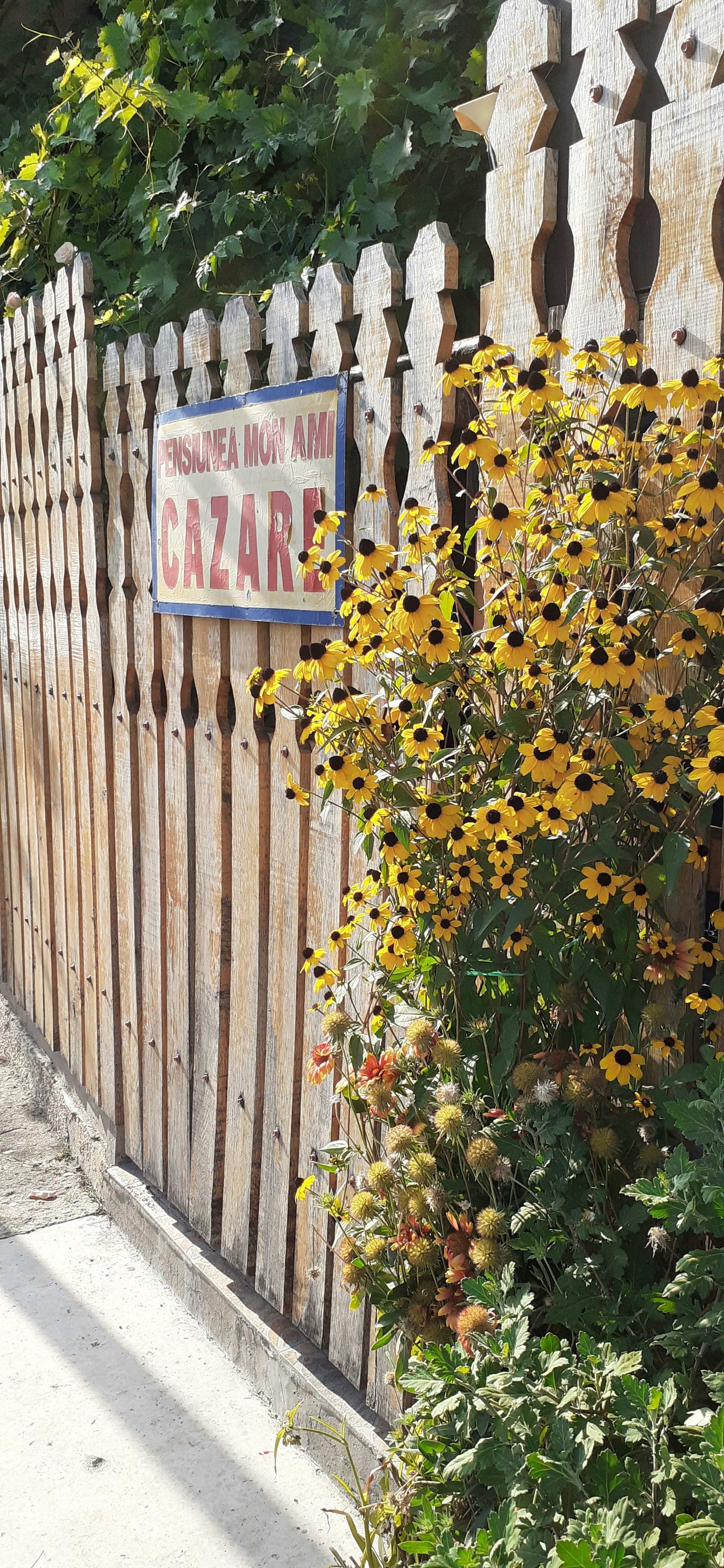 Bright yellow flowers bloom beside a rustic wooden fence adorned with a welcoming sign. The scene captures a harmonious blend of nature and craftsmanship.