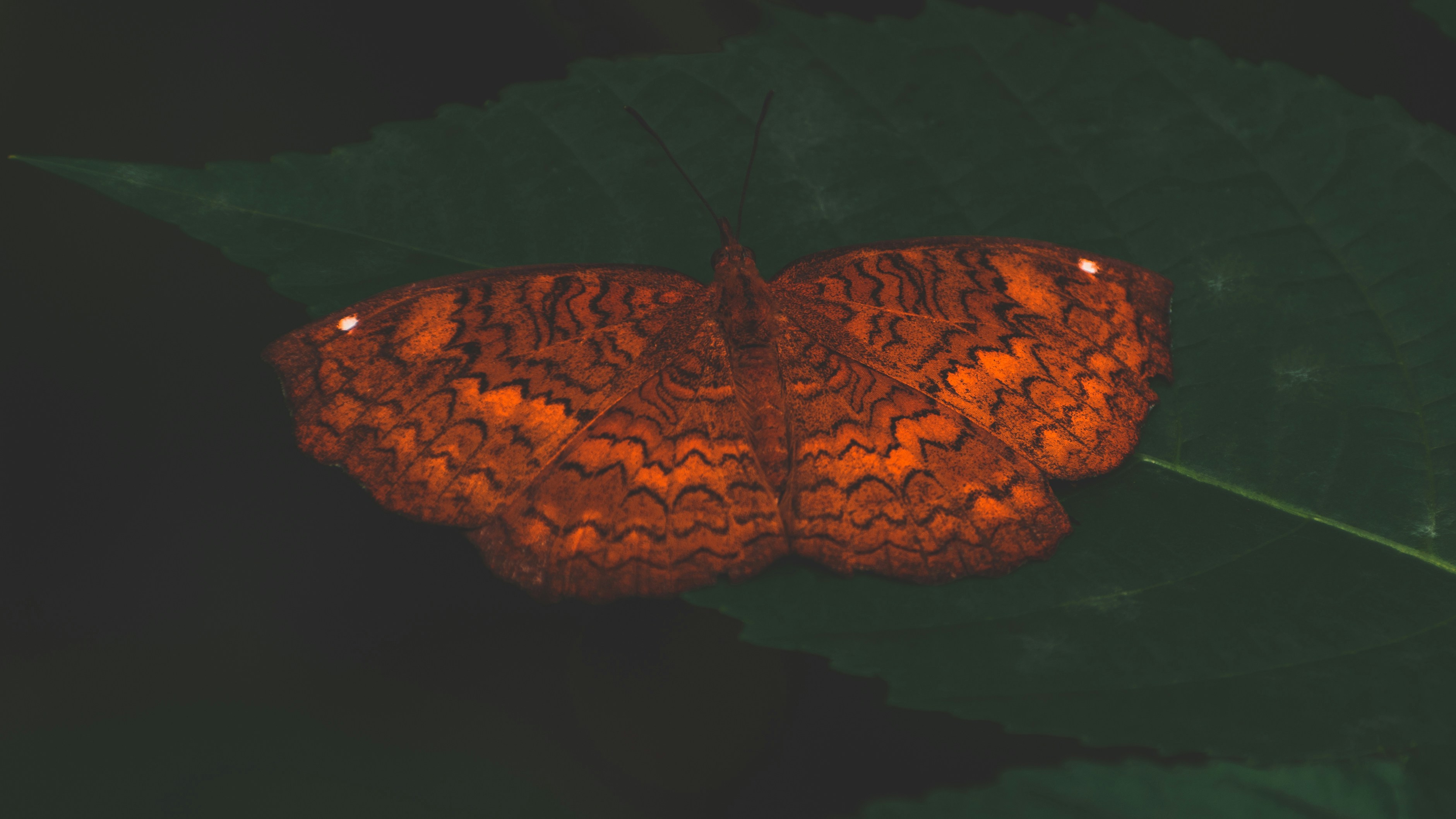 Crimson Zigzag Wings on a Velvet Leaf at Dusk