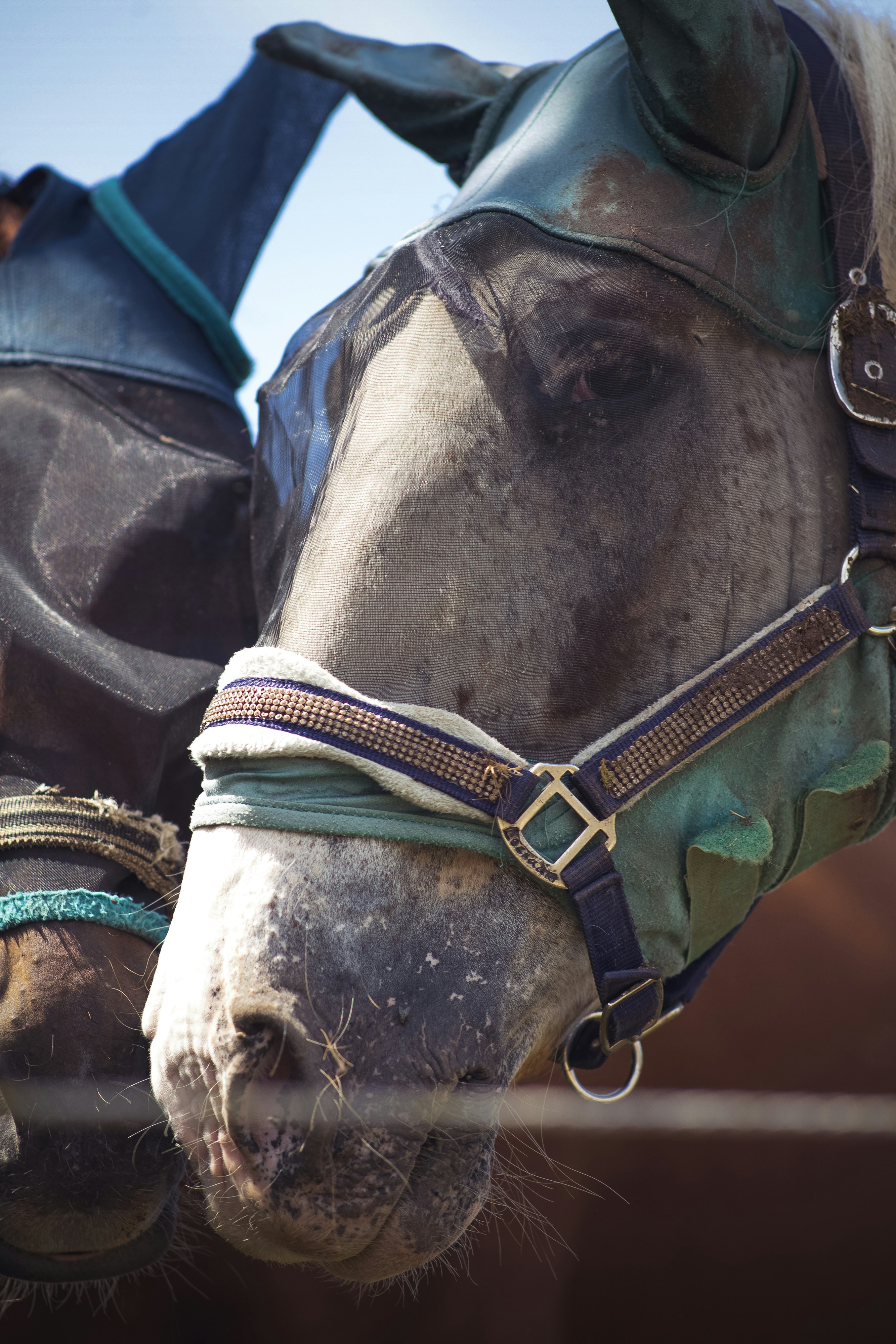 Horse paddock | black horse with white strap