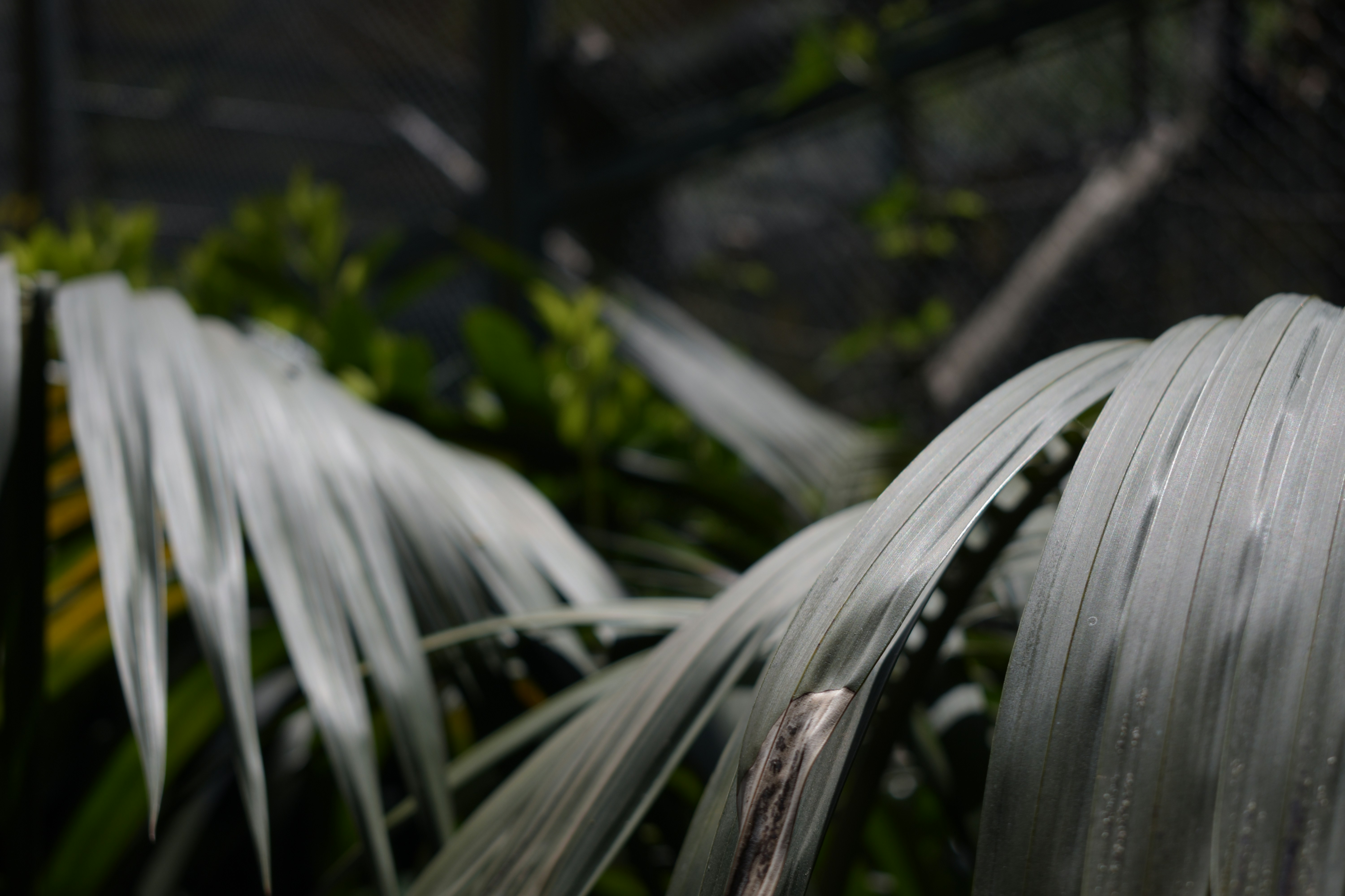green plant in close up photography