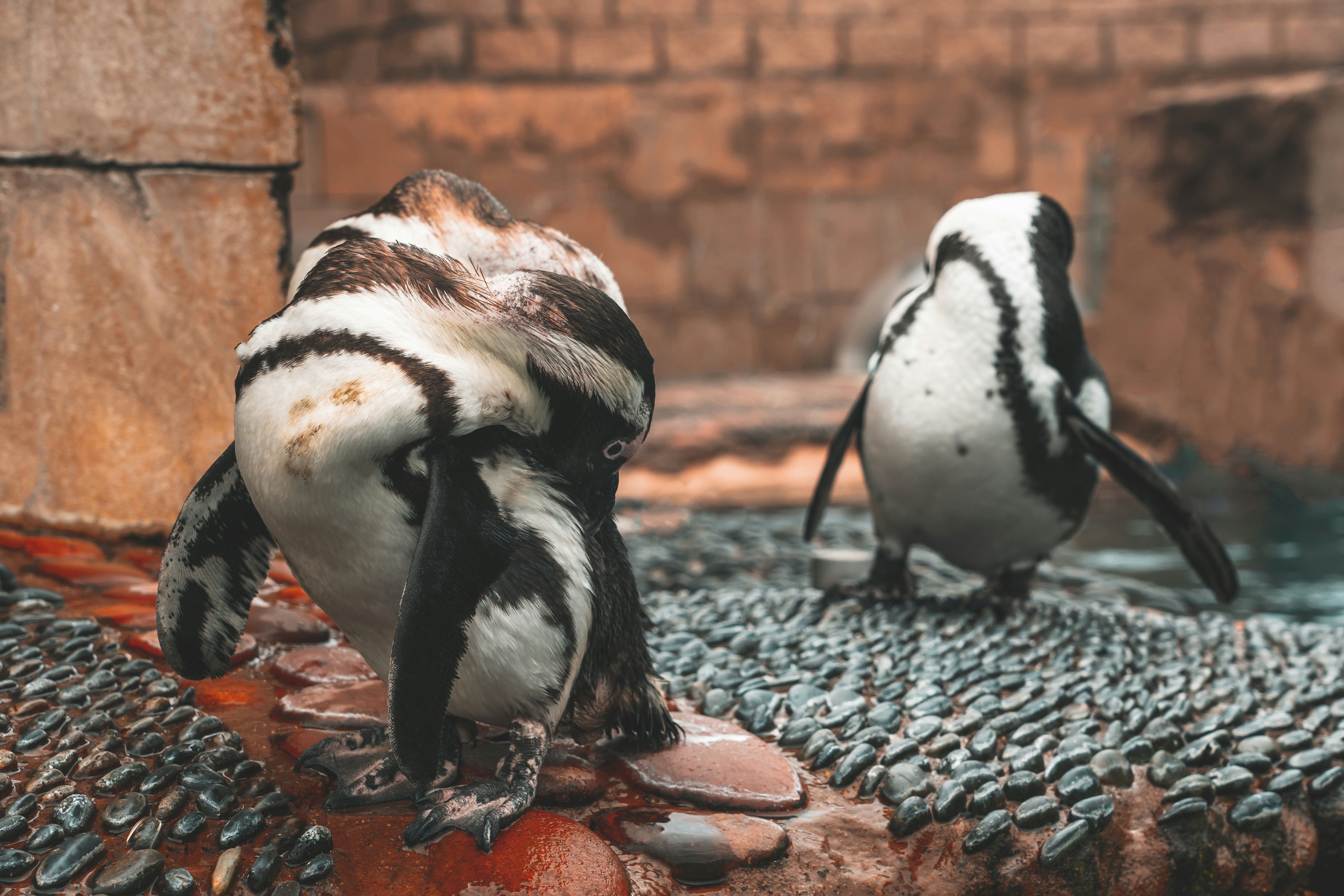 Curious Penguins on a Wet Cobblestone Stage