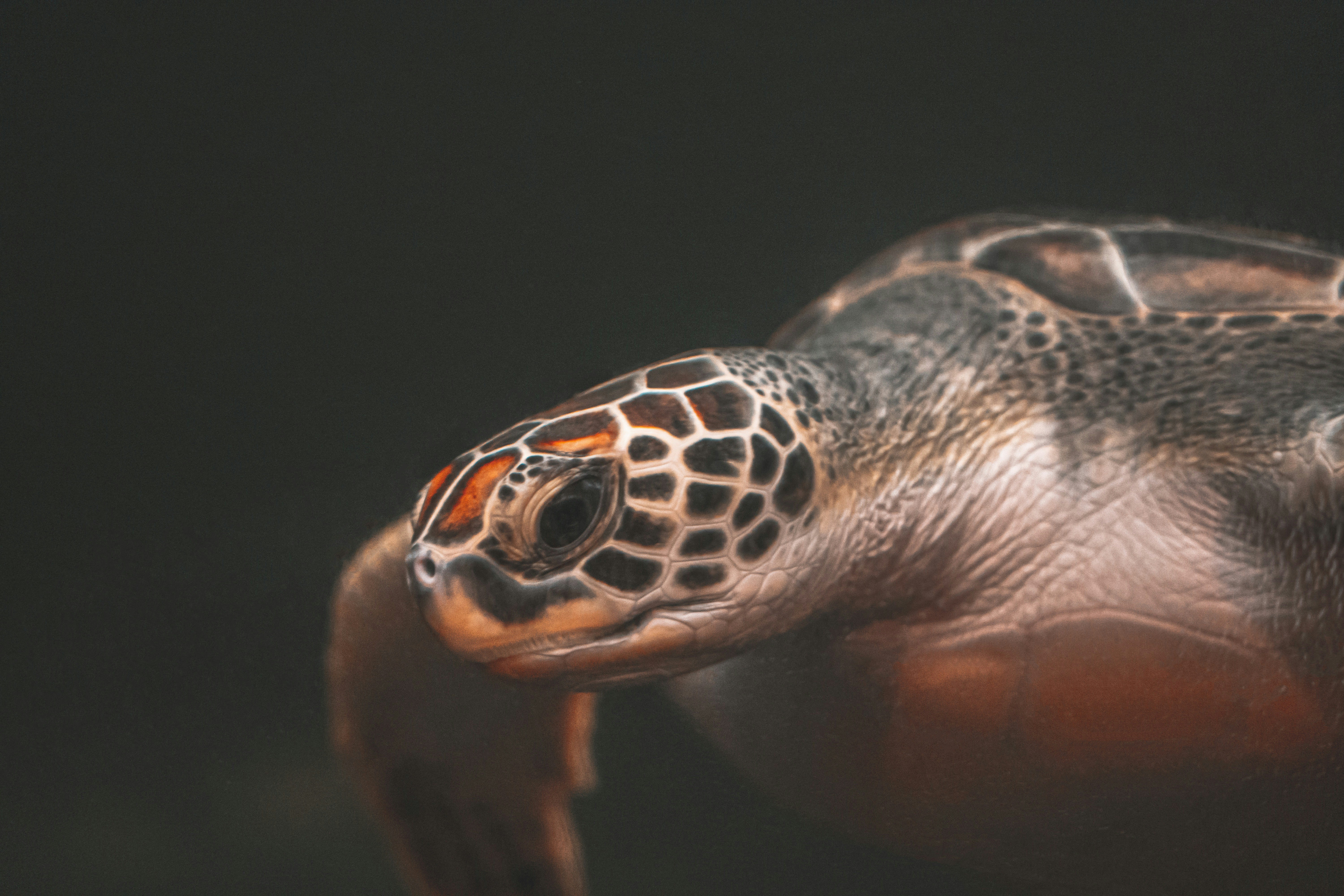 Close-up of a sea turtle swimming gracefully underwater, showcasing its intricate shell patterns and serene expression.