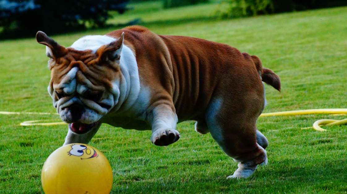 Beabull Puppy Health & Size Guide for Owners | SA