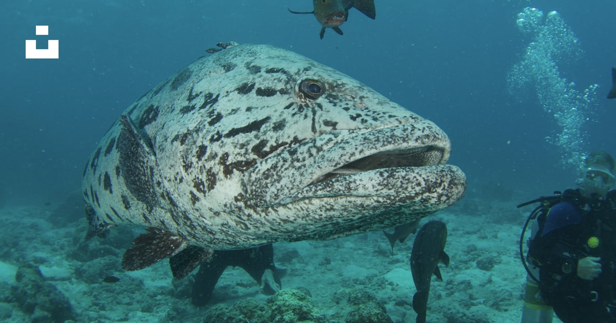 水中の黒と白の魚の写真 Unsplashの魚の無料画像