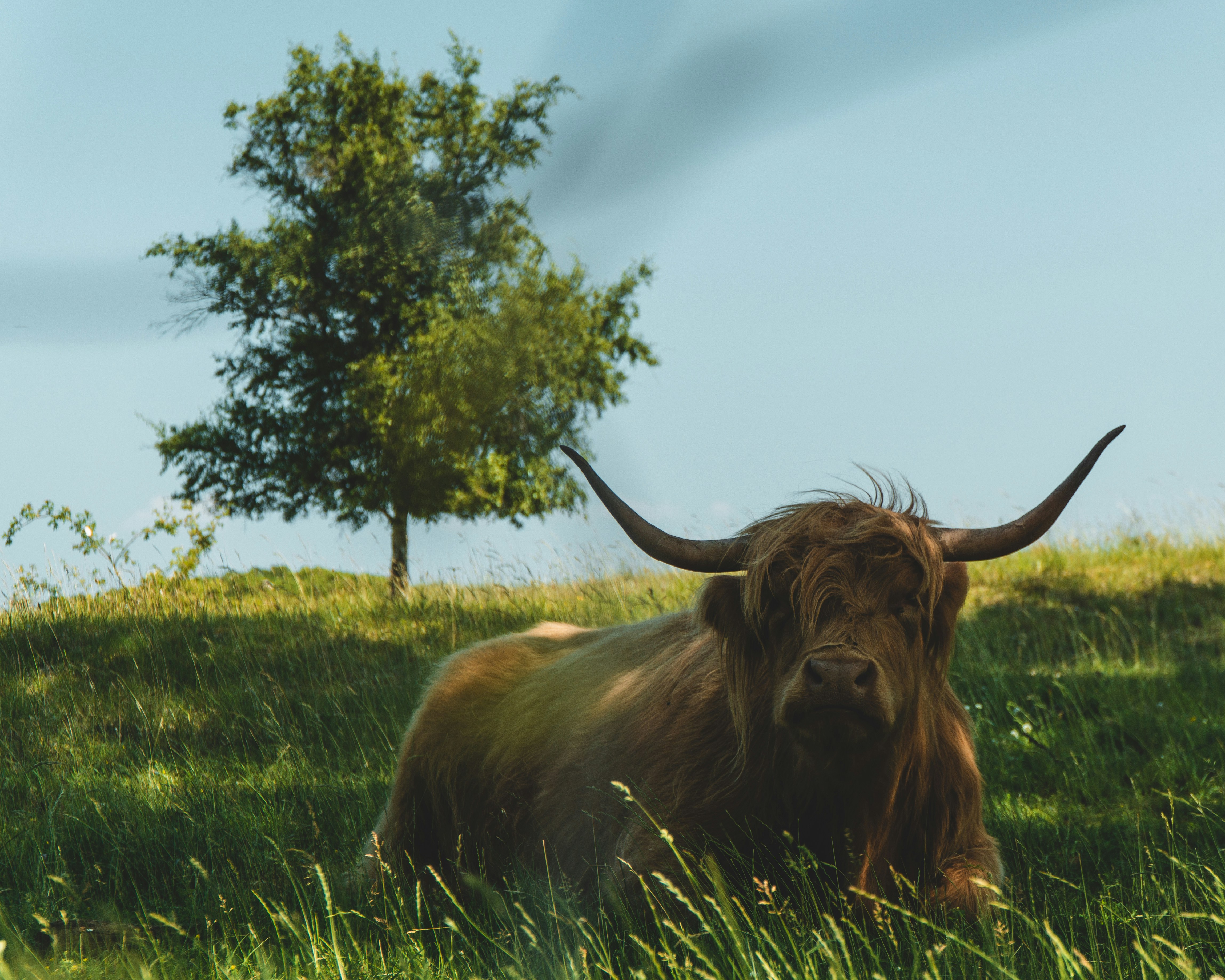 Lone Highland Bull Resting in Sunlit Meadow