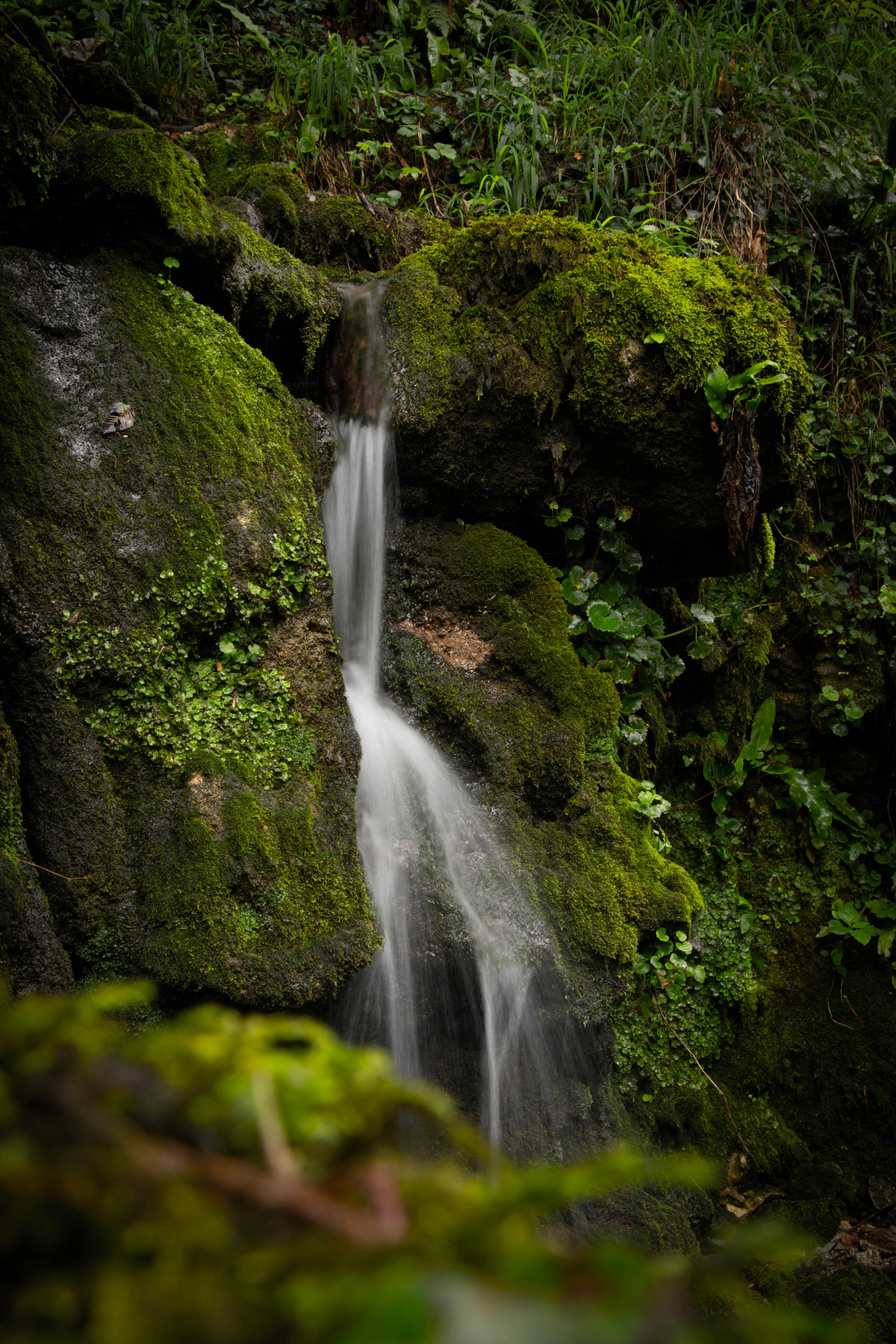 Fantastic Forest Photos | Télécharger des images gratuites sur Unsplash