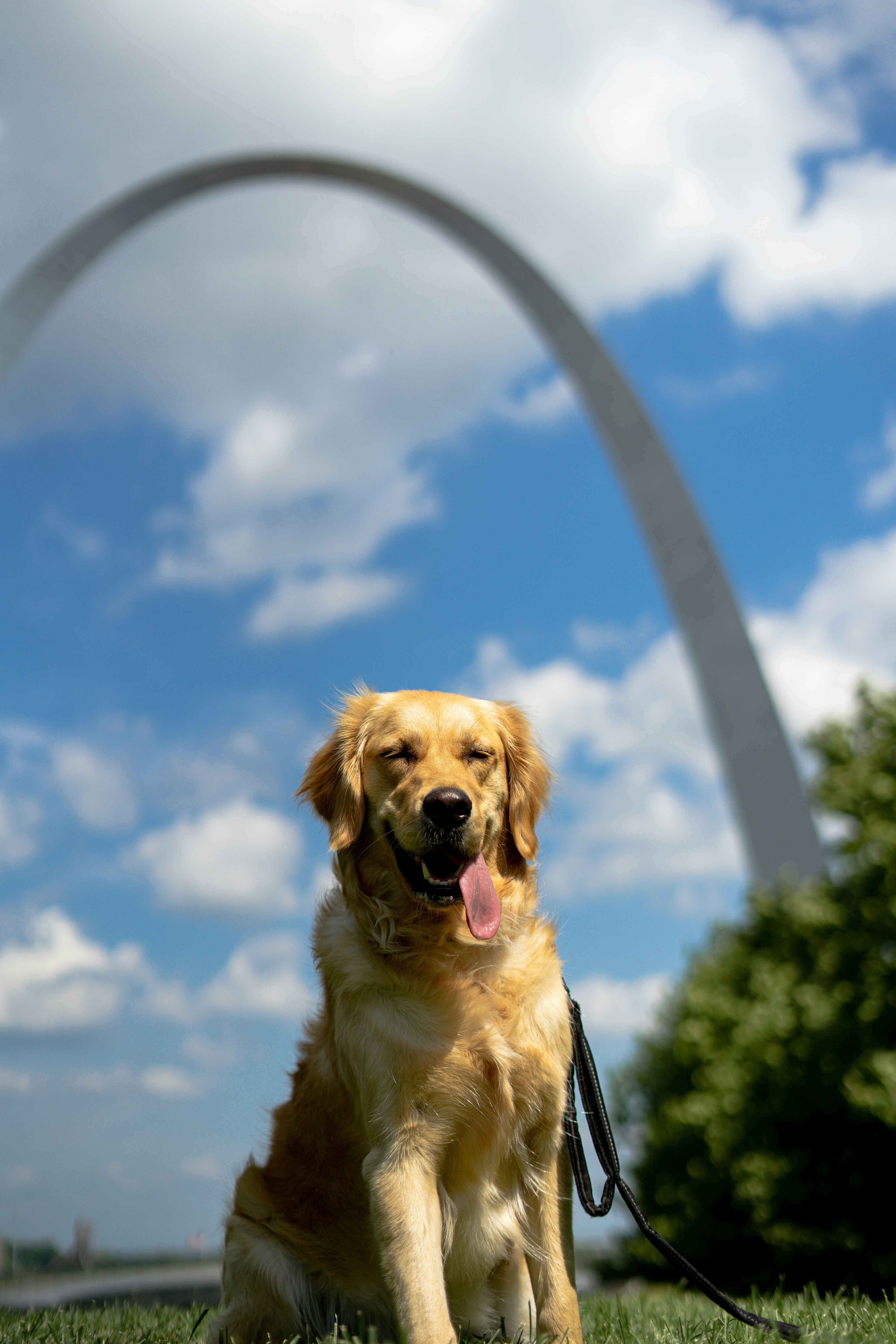 Golden retriever sitting in the foreground with the Gateway Arch framed against a bright blue sky and fluffy clouds.