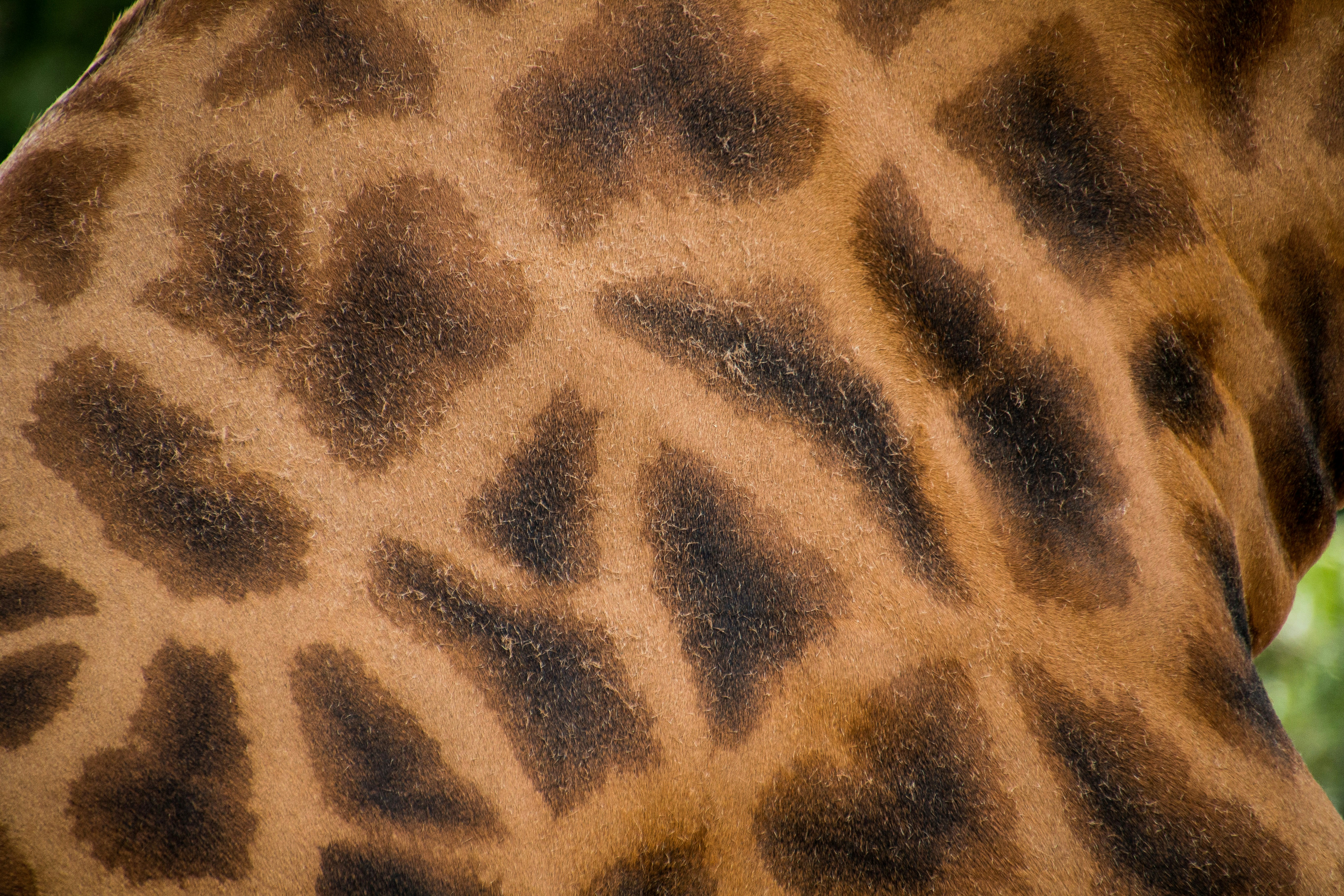 Close-up of a giraffe's patterned coat, showcasing the unique and intricate markings that define its species.
