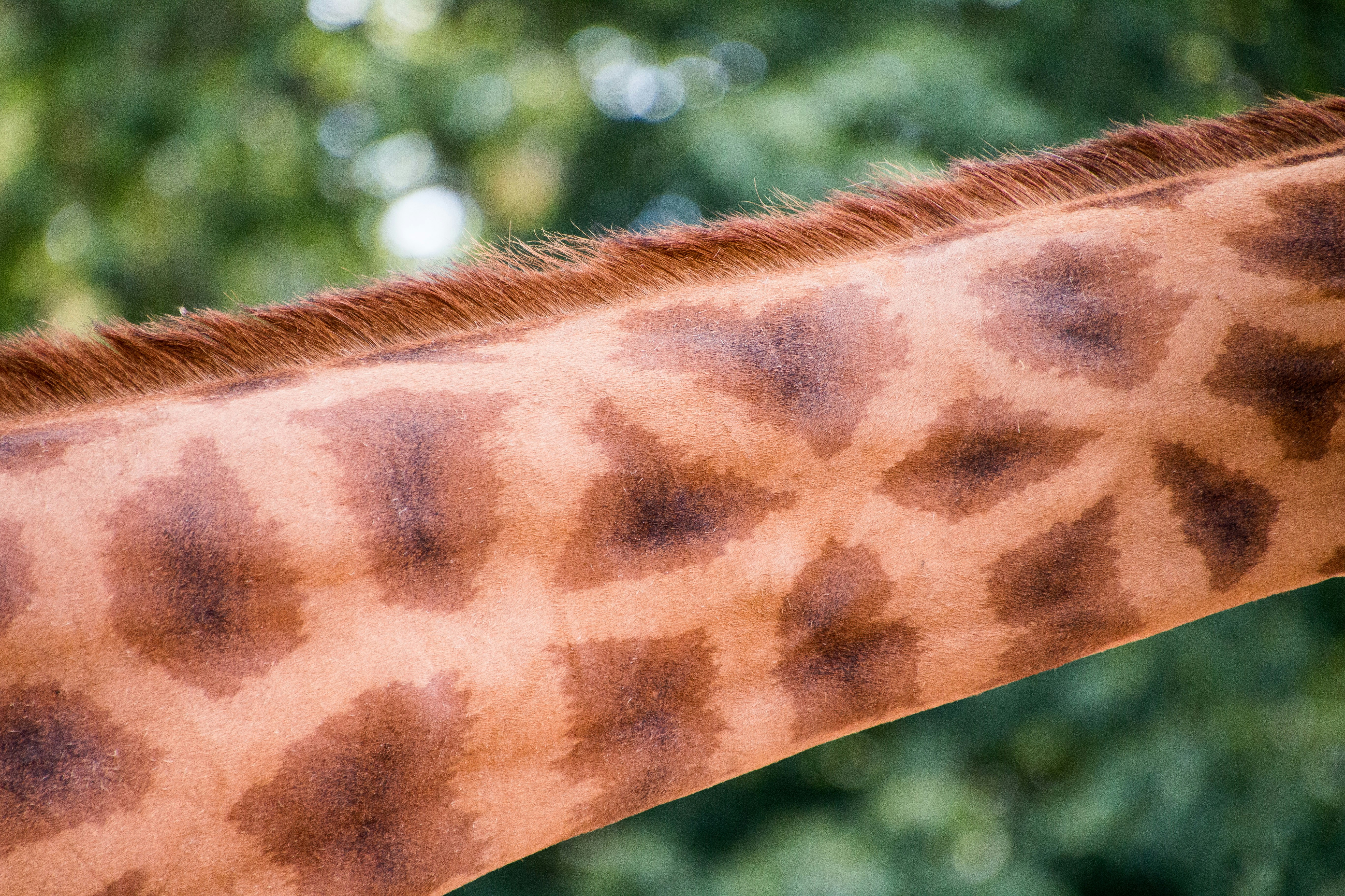 Diagonal Patchwork: close-up of a giraffe's coat with lush green bokeh