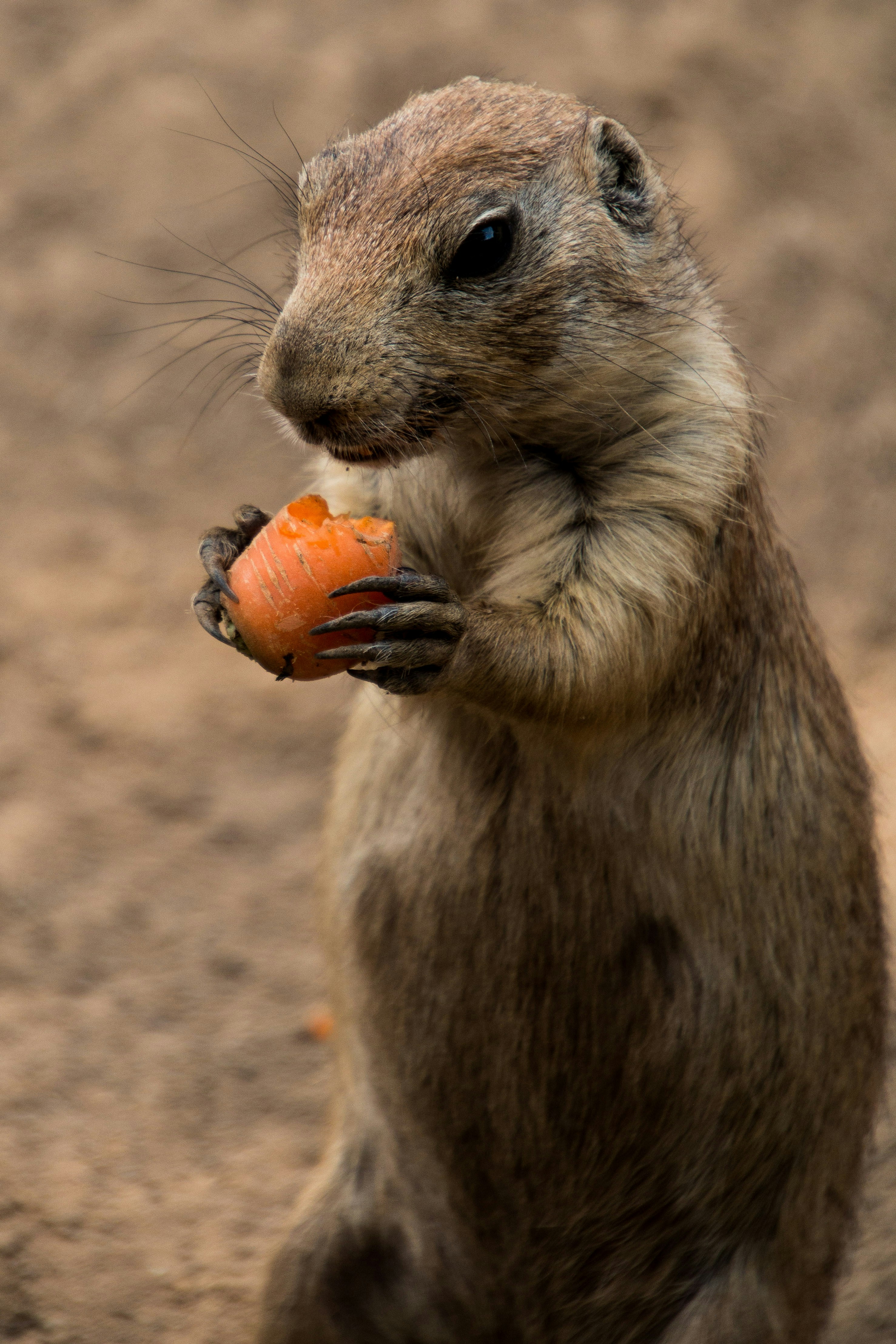 Carrot Moment: A Prairie Dog Holds a Bright Snack in a Dusty Field