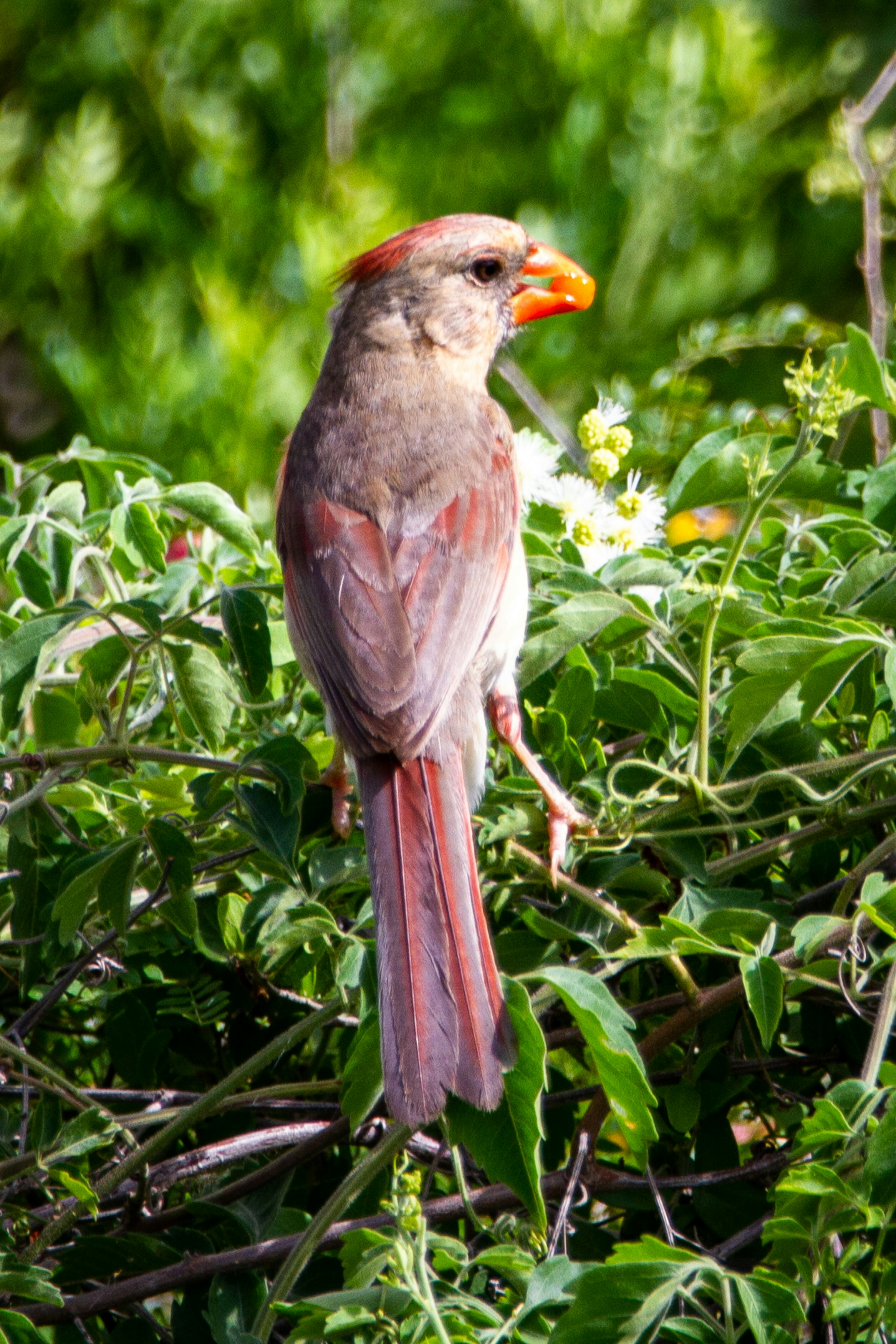 A pyrrhuloxia found some food.