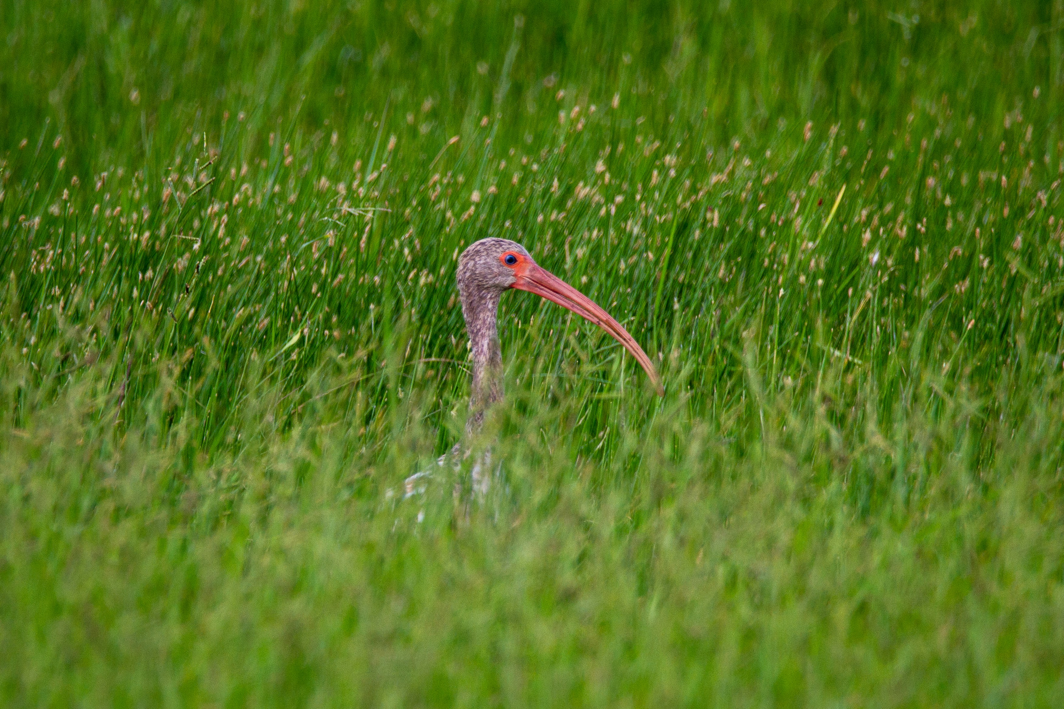 A bird with a long, curved beak stands amidst tall green grass, blending into its natural habitat.