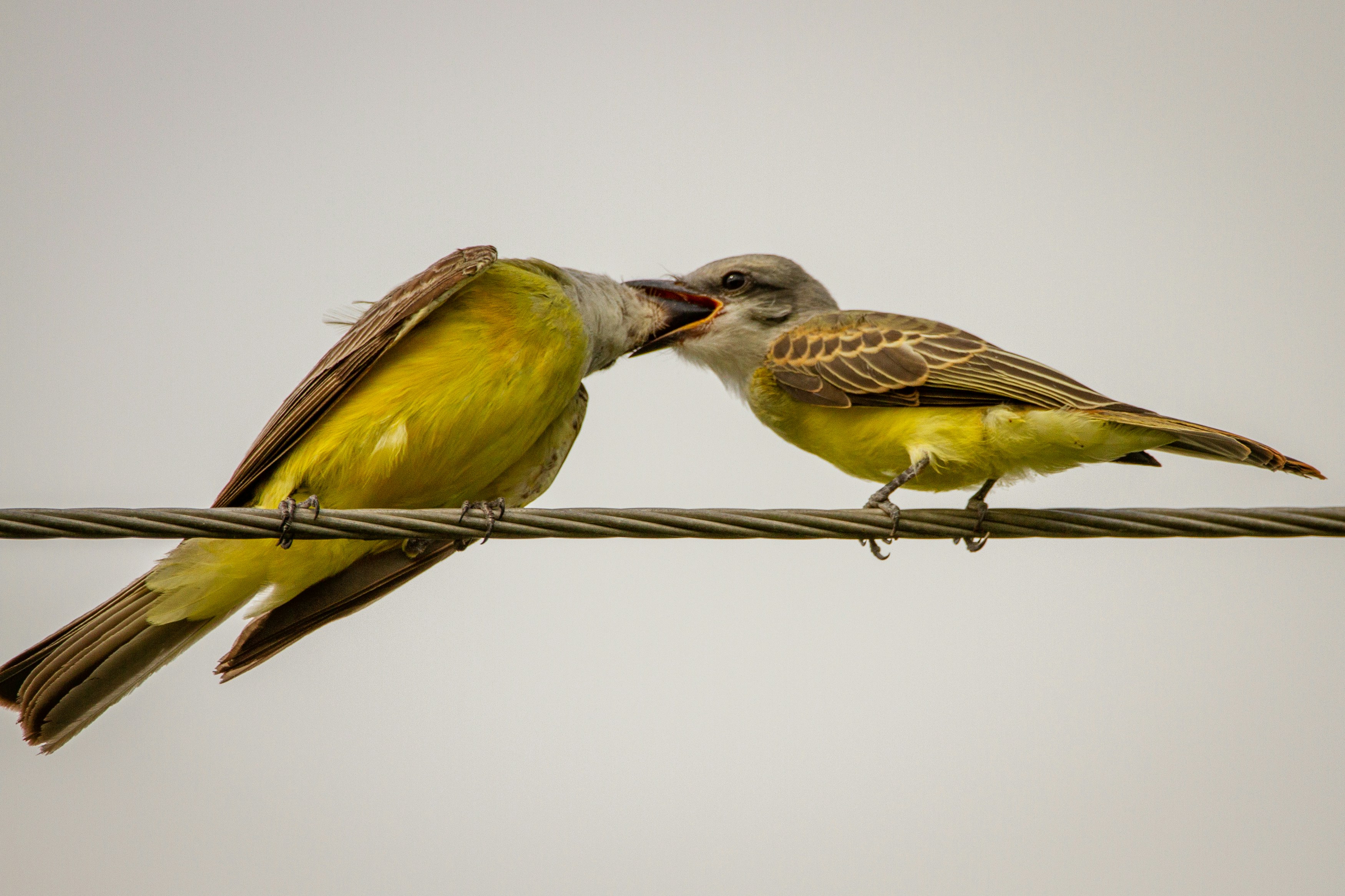 Beak-to-beak on a Wire: Olive-Yellow Songbirds in a Quiet Moment