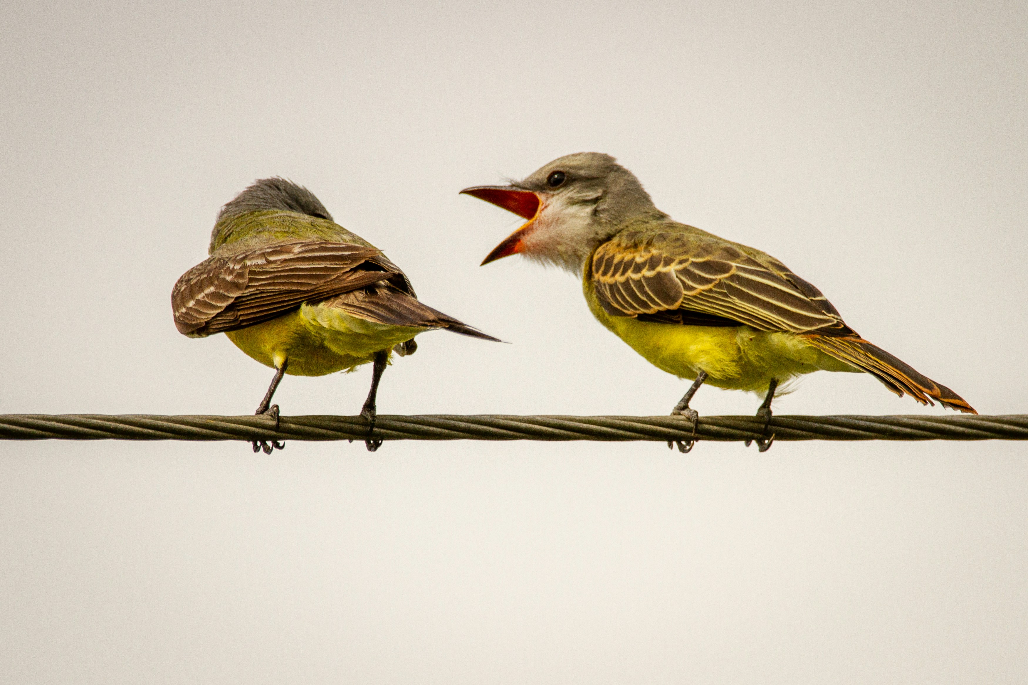 Two gray and yellow birds perched on a wire, one with its beak open as if communicating.